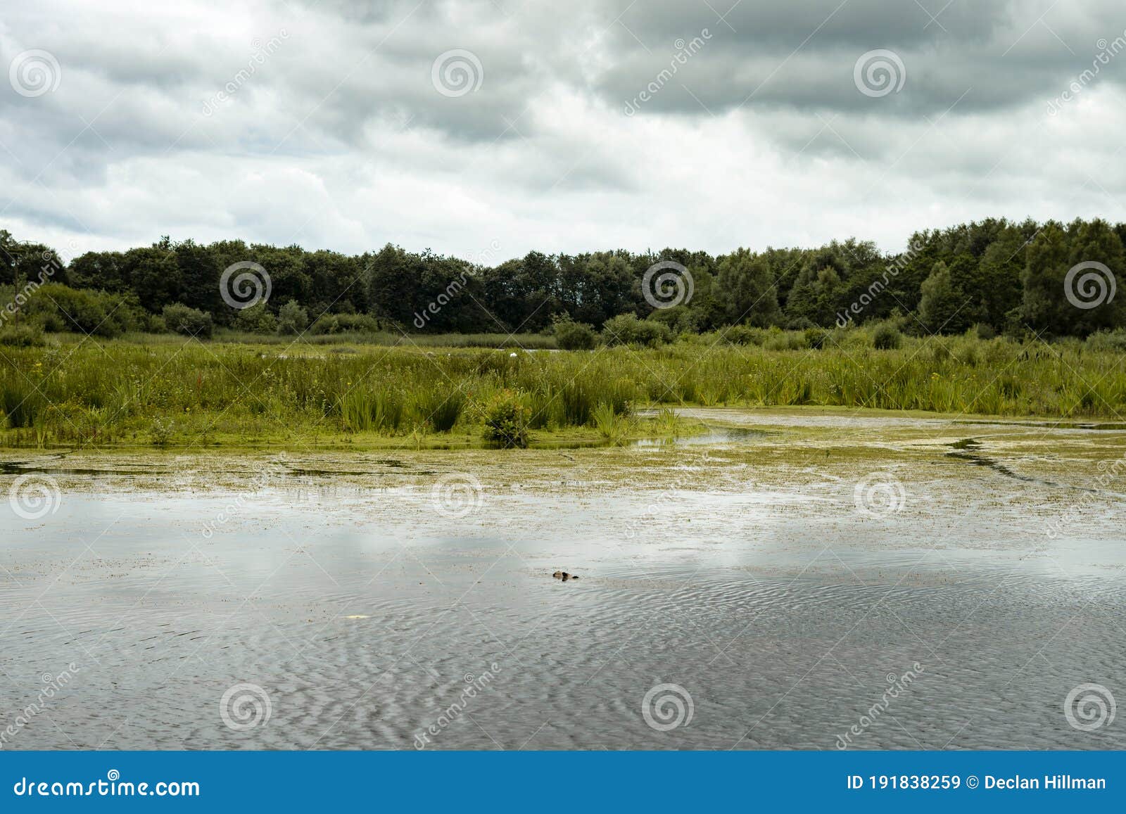 In the Midst of the Marshlands Stock Image - Image of species ...