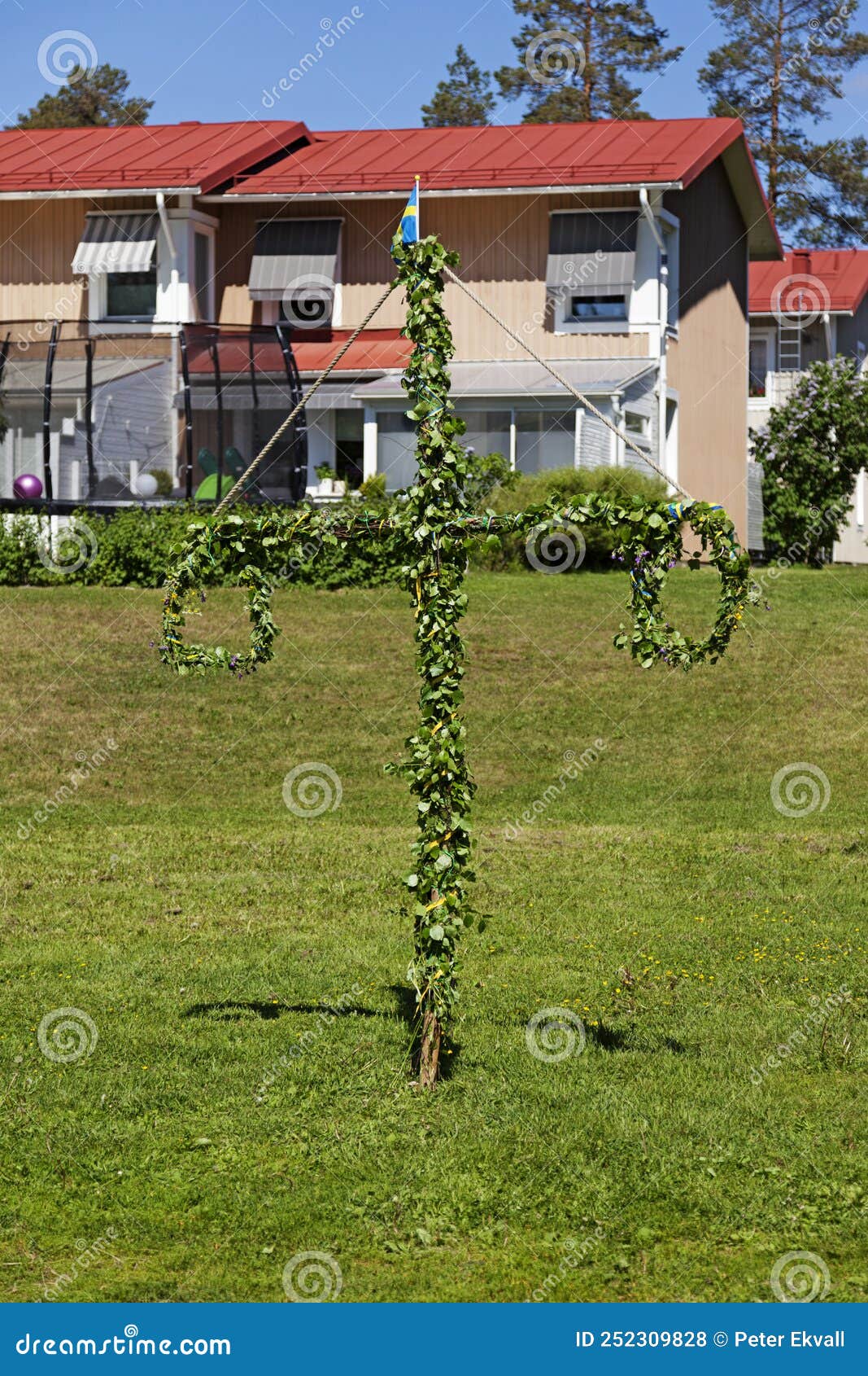 Midsummer Pole Raised before the Dance Stock Photo - Image of erect ...