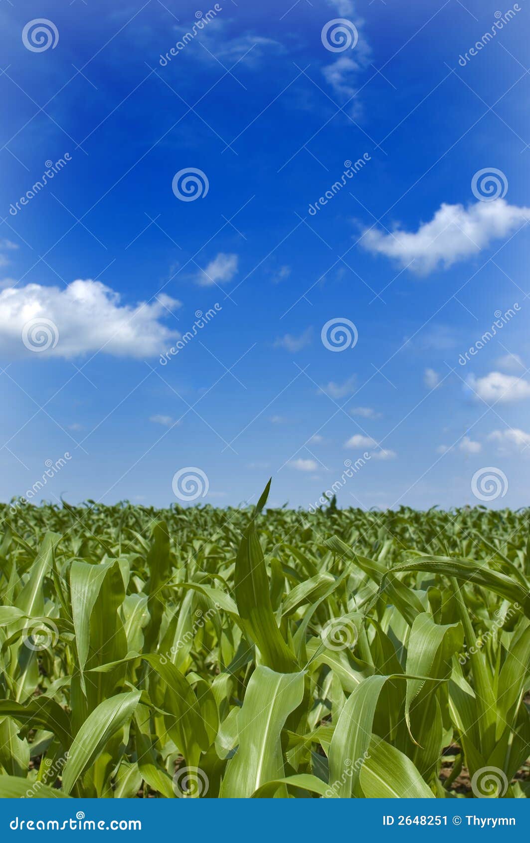 Midwest Corn stock image. Image of agriculture, corn, bright - 2648251