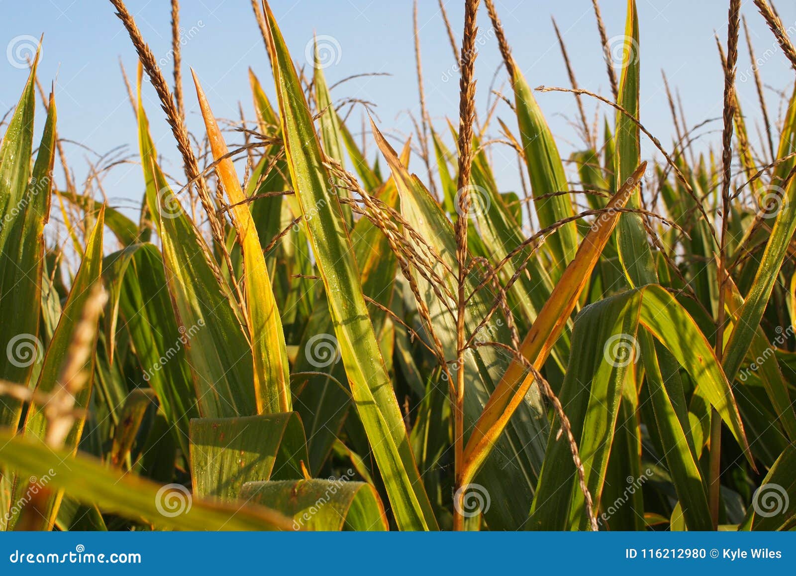 Midwest corn field stock photo. Image of food, agriculture - 116212980