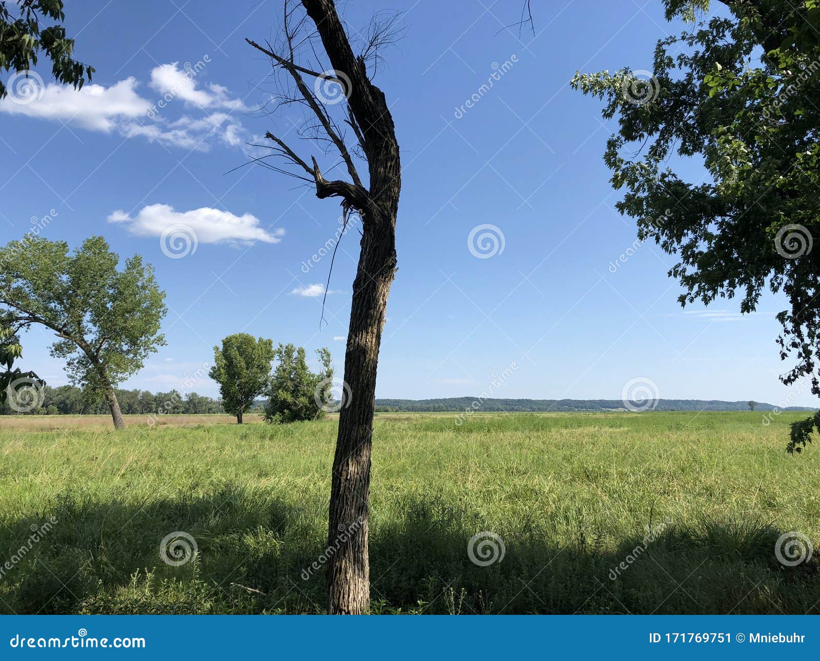 Midwest prairie in summer stock image. Image of grass - 171769751