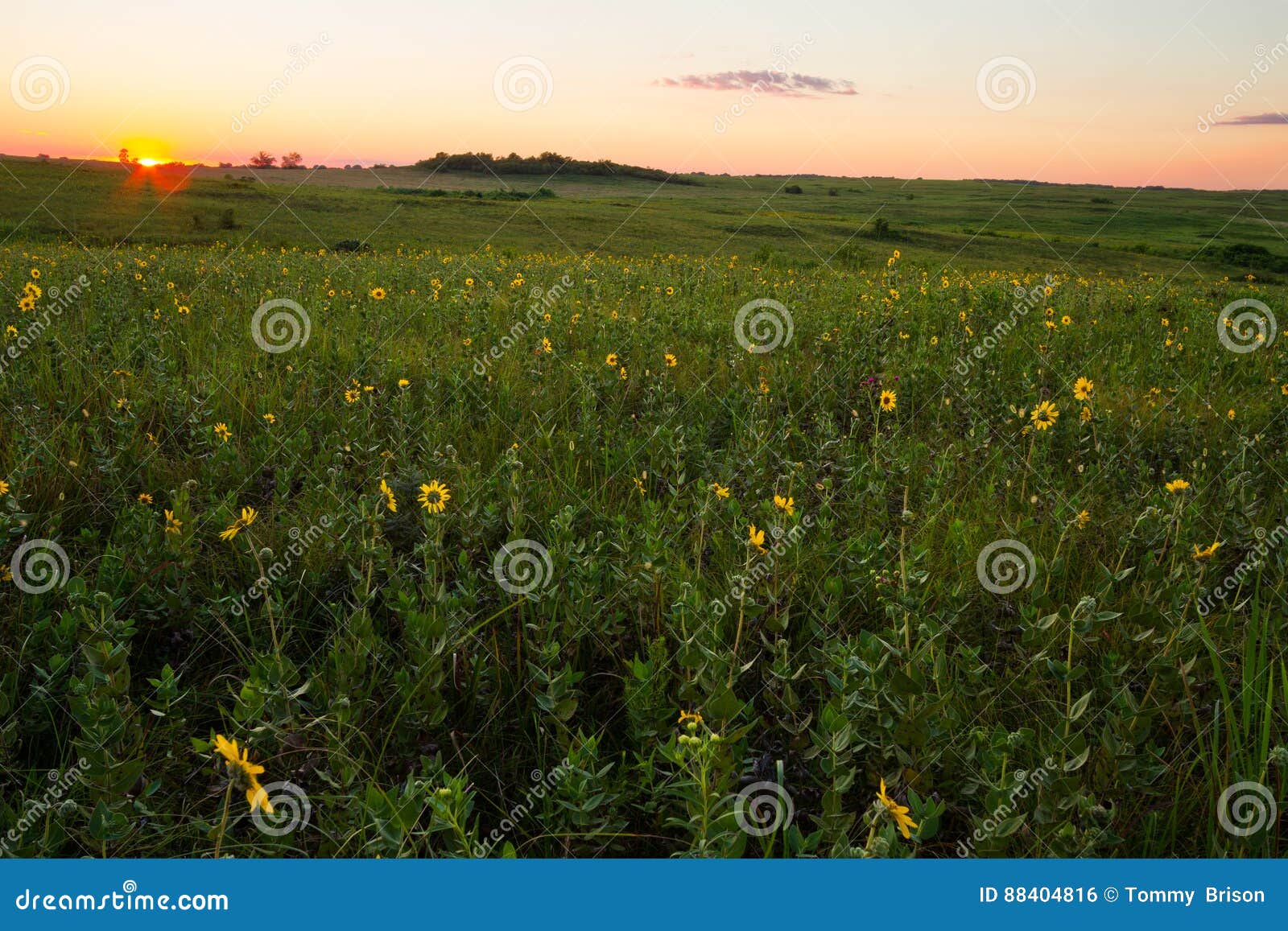 Midwest Prairie stock photo. Image of horizon, midwest - 88404816