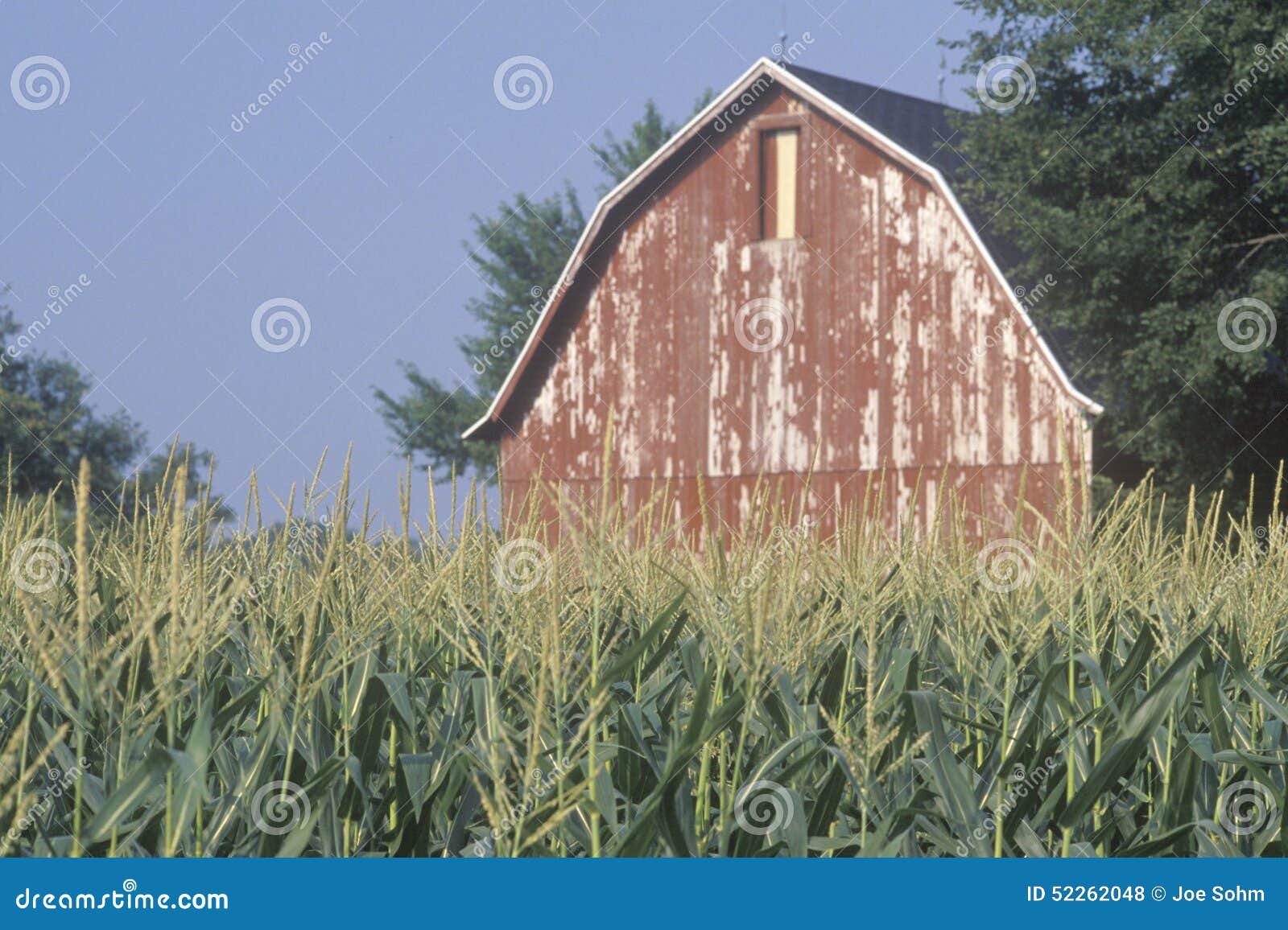Midwestern Farm with Barn and Corn Field in South Bend, in Stock Photo ...