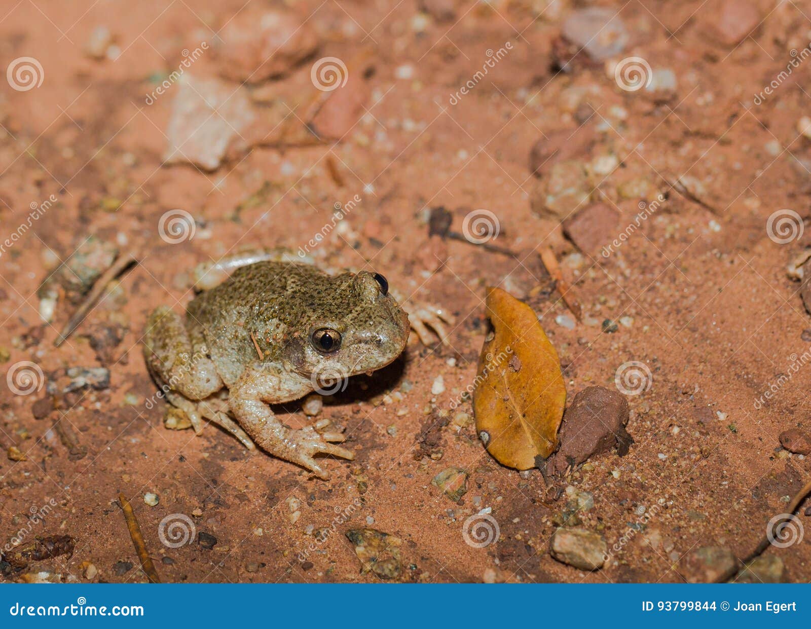 Midwife Toad on the ground stock photo. Image of animals - 93799844