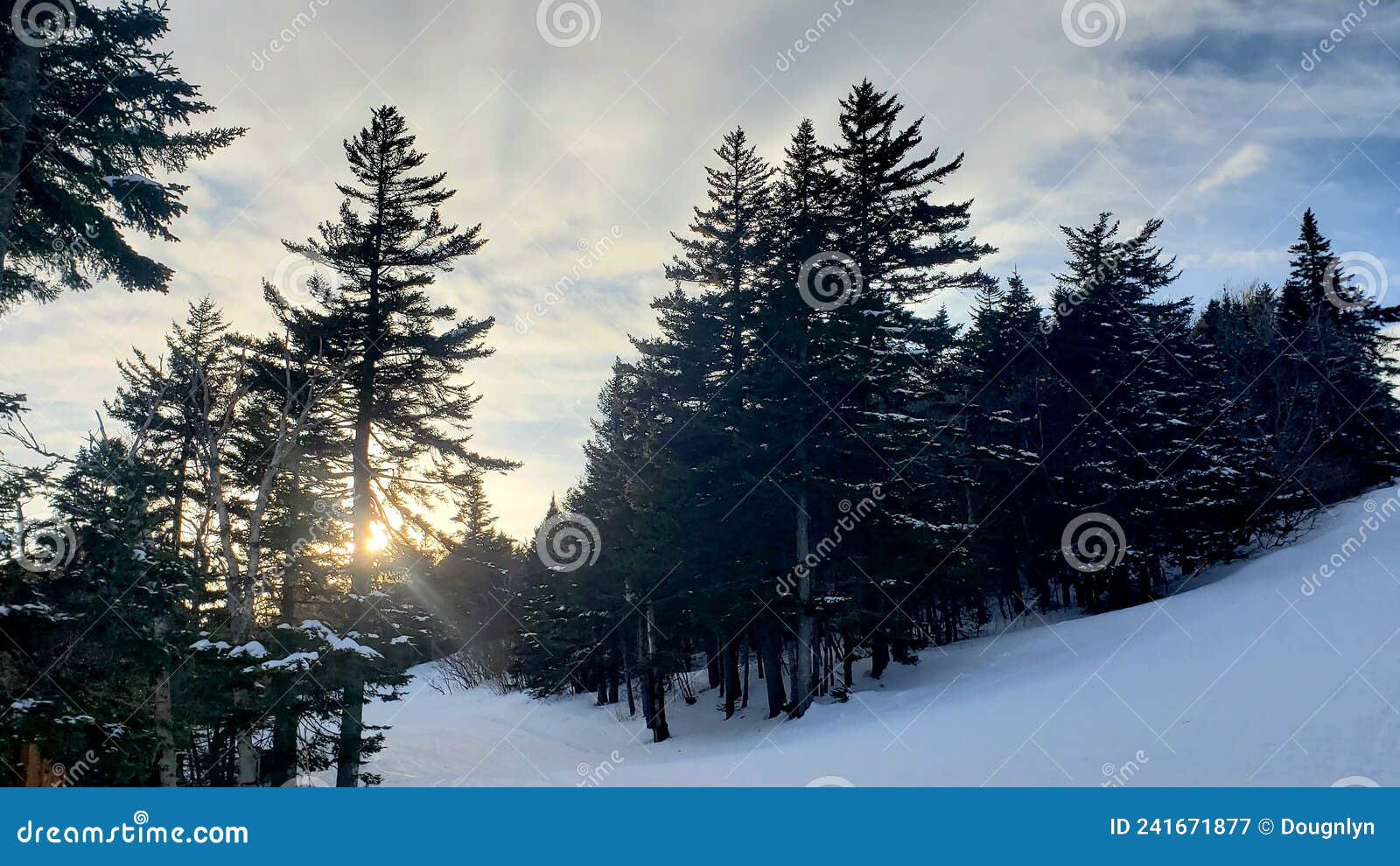 Midwinter Sunset Amid Pine Trees in Vermont Stock Image - Image of ...