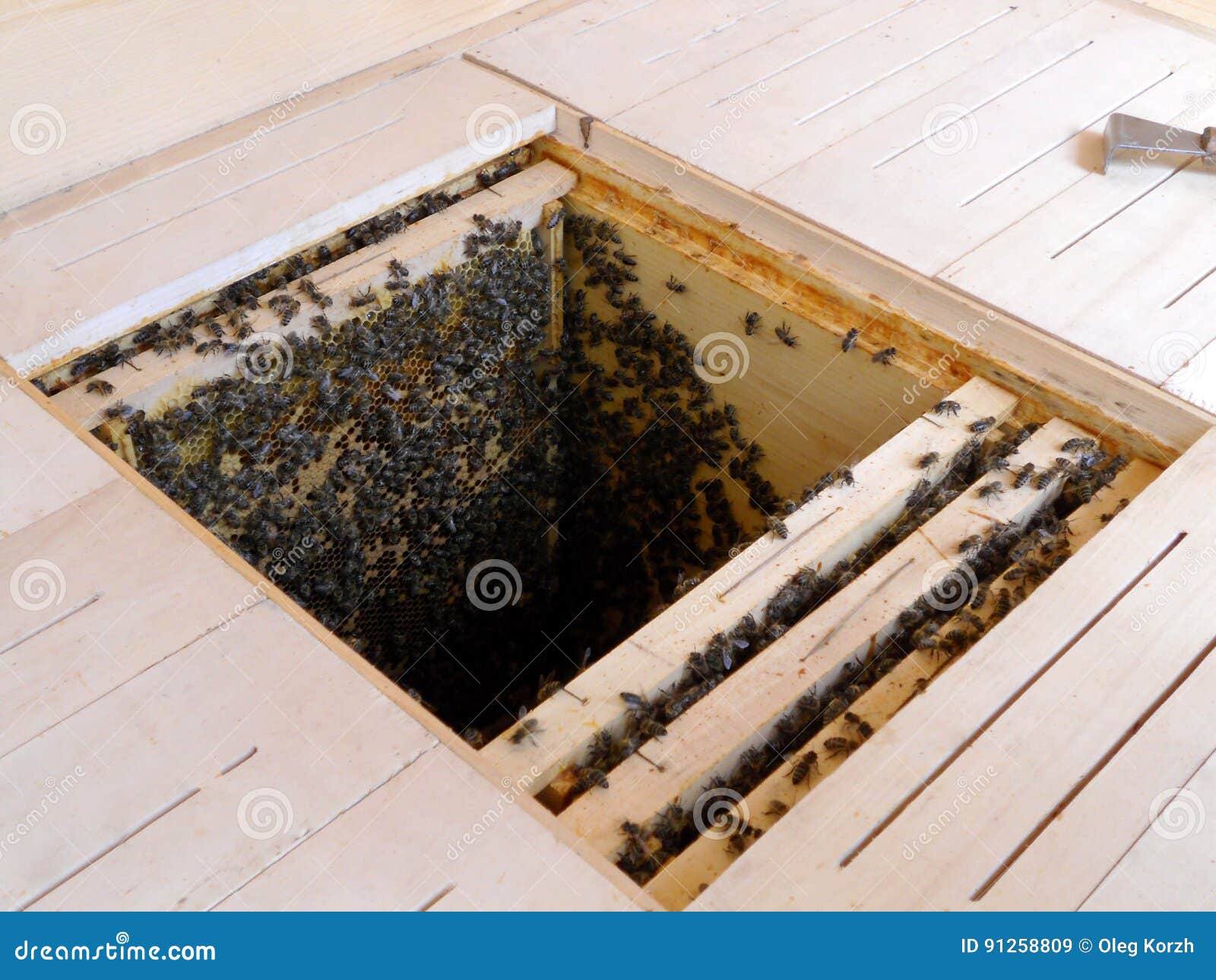 Miel de la colmena imagen de archivo. Imagen de sano - 91258809