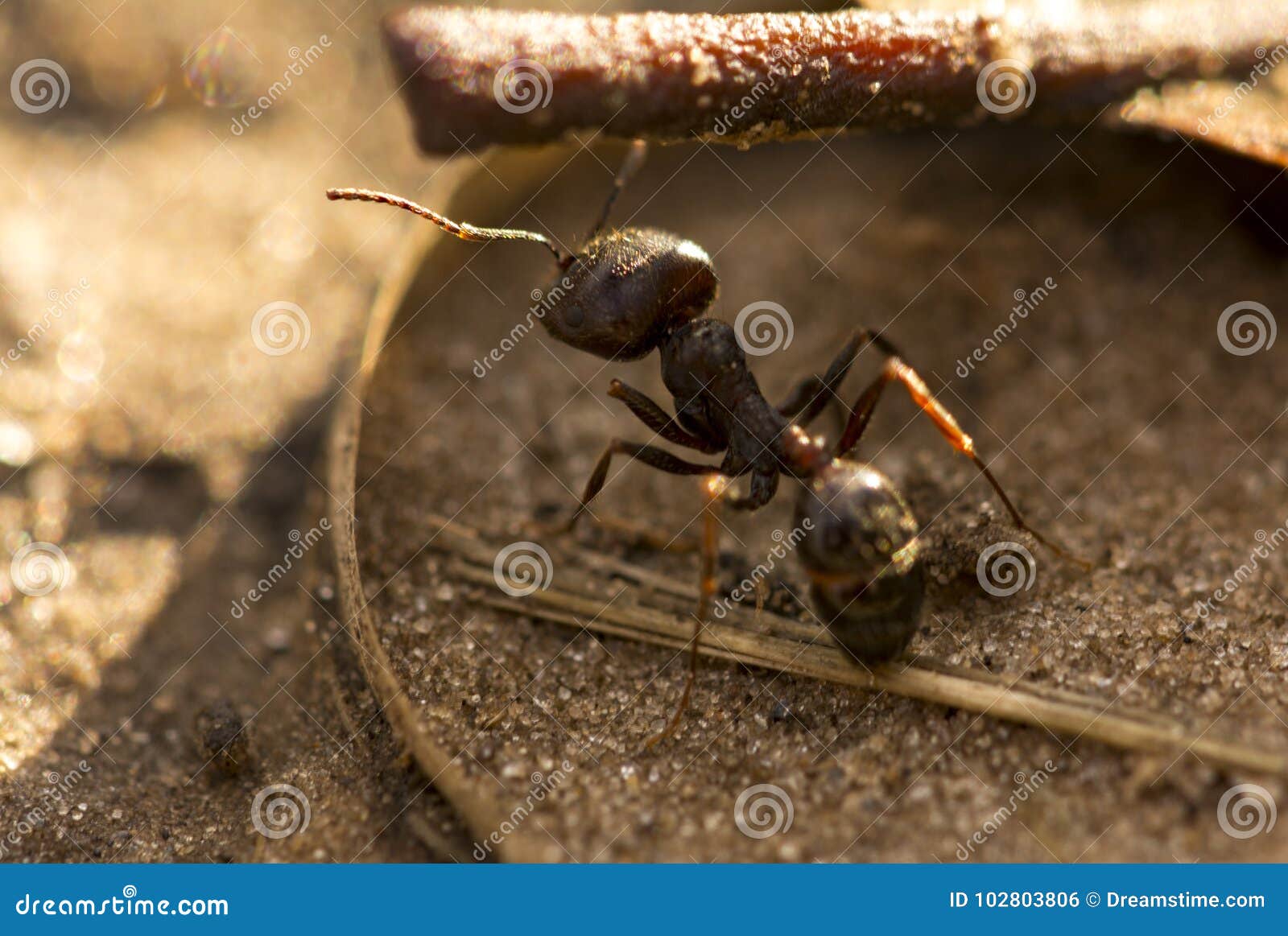 Mier stock foto. Image of mier, wild, insecten, adembenemend - 102803806