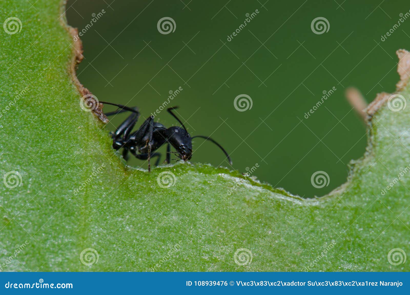Mier stock foto. Image of fauna, bladeren, biodiversiteit - 108939476