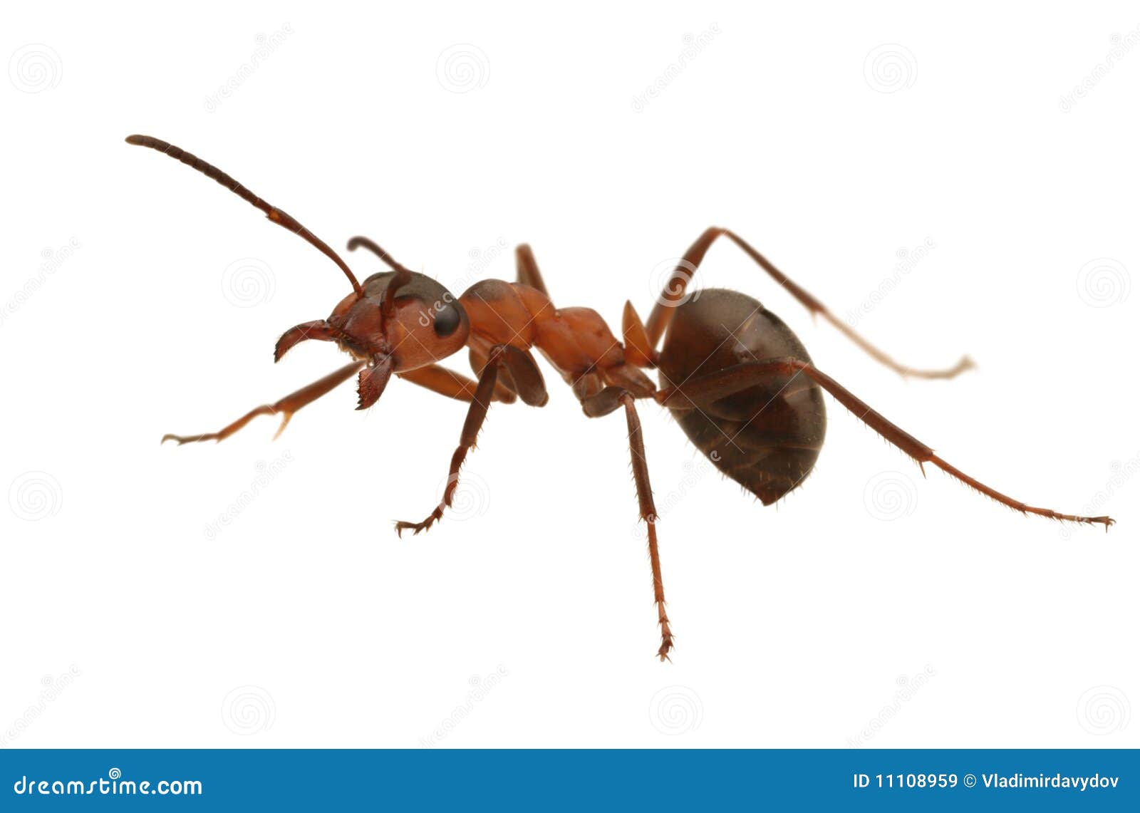 Mier stock afbeelding. Image of been, kleur, ongewervelde - 11108959