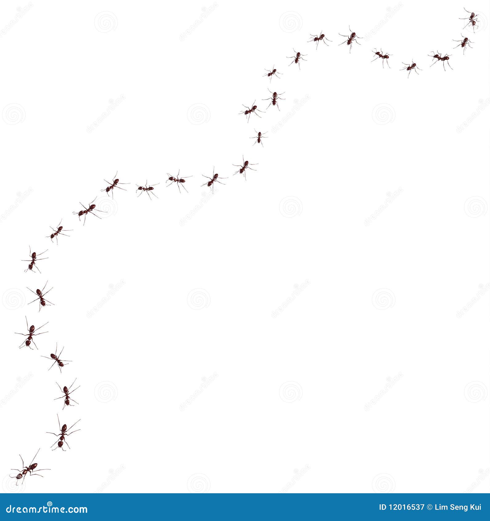 Mier stock illustratie. Illustration of antennes, vergroting - 12016537
