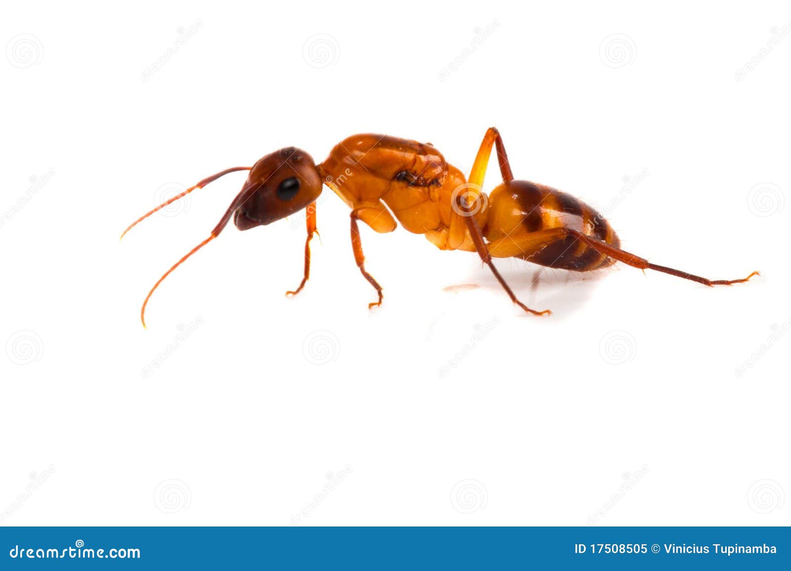 Mier stock afbeelding. Image of macro, sluit, geïsoleerd - 17508505