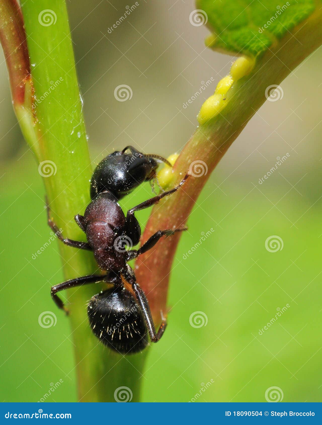 Mier stock foto. Image of bladluis, lente, groen, insect - 18090504