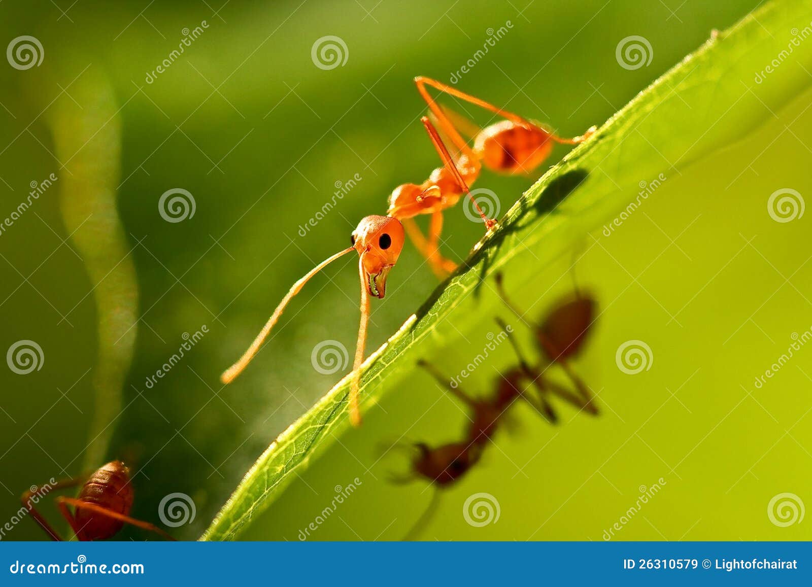Mier stock afbeelding. Image of lopen, mening, zomer - 26310579