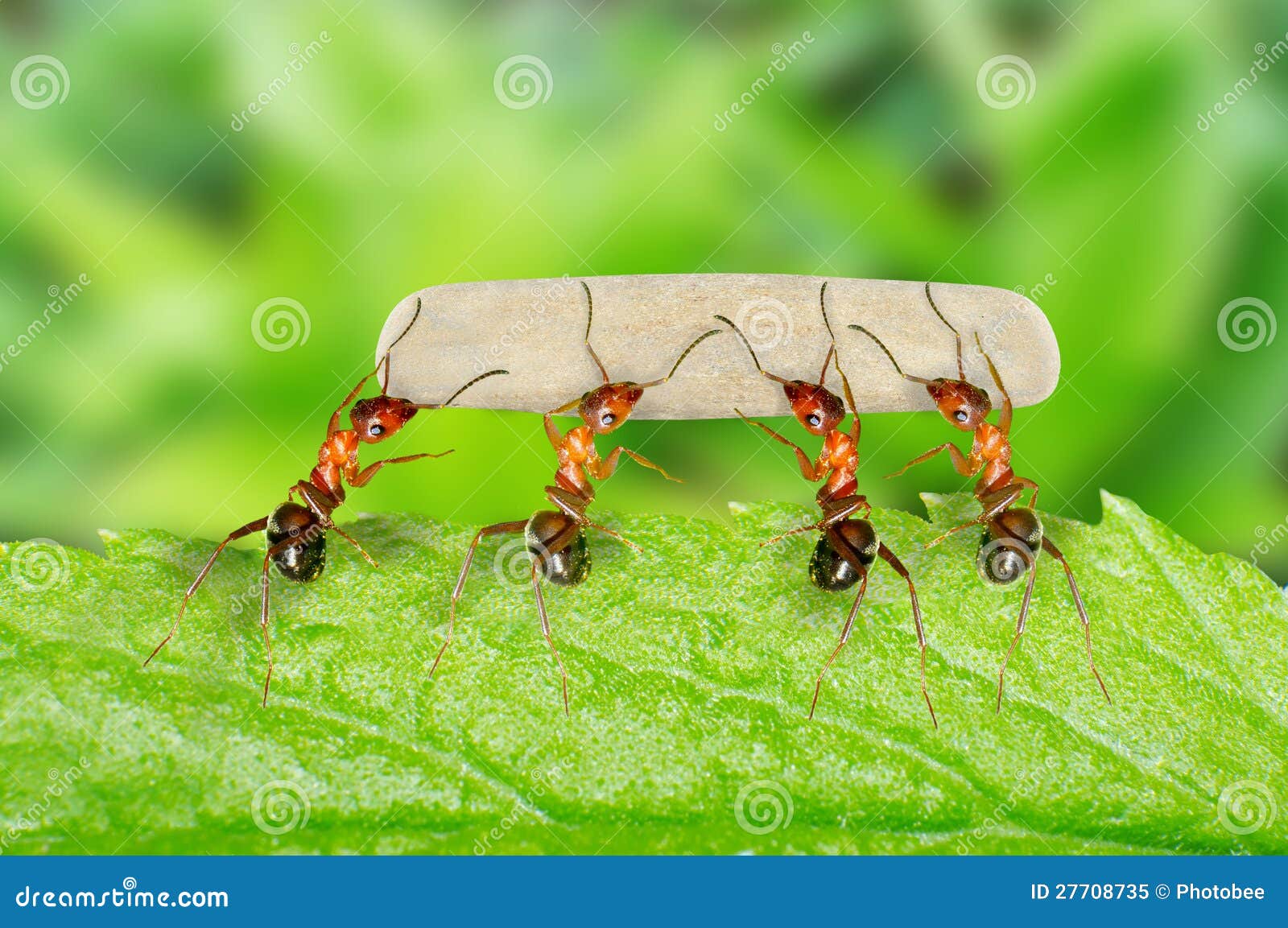 Mier stock afbeelding. Image of grappig, bladeren, team - 27708735