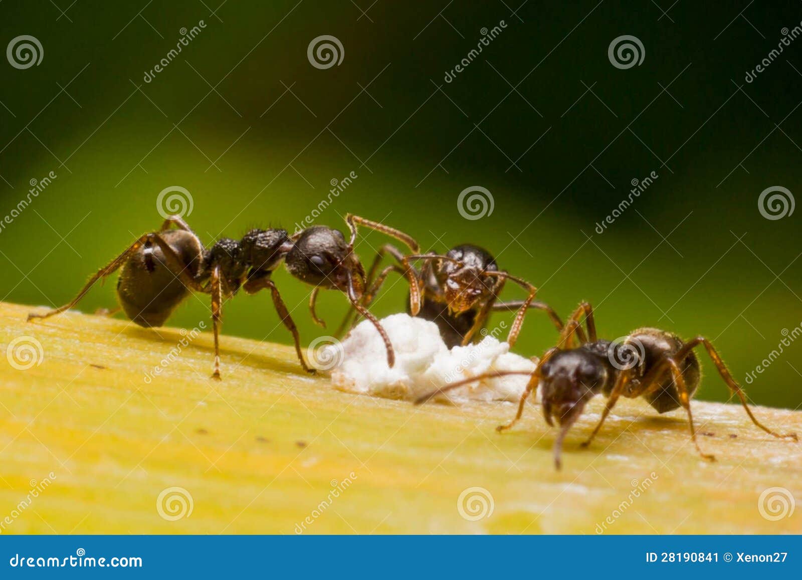 Mier stock afbeelding. Image of insecten, achtergrond - 28190841