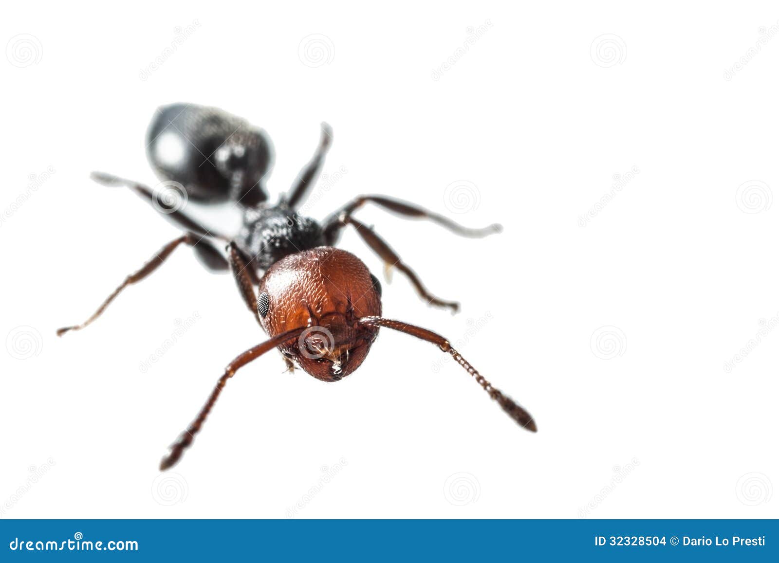 Mier stock foto. Image of macro, nave, vergroting, dier - 32328504