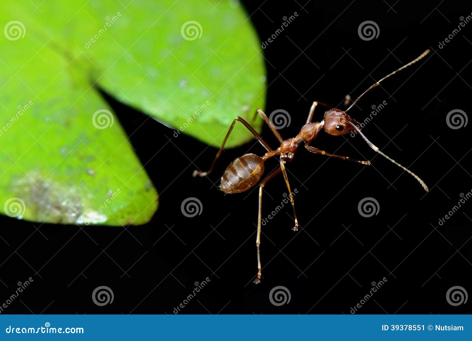 Mier stock afbeelding. Image of biologie, mooi, bruin - 39378551