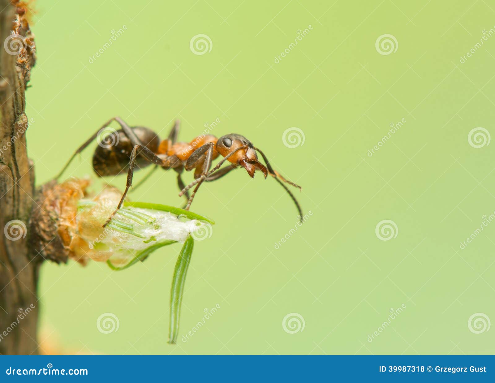 Mier stock foto. Image of insecten, idee, gedetailleerd - 39987318
