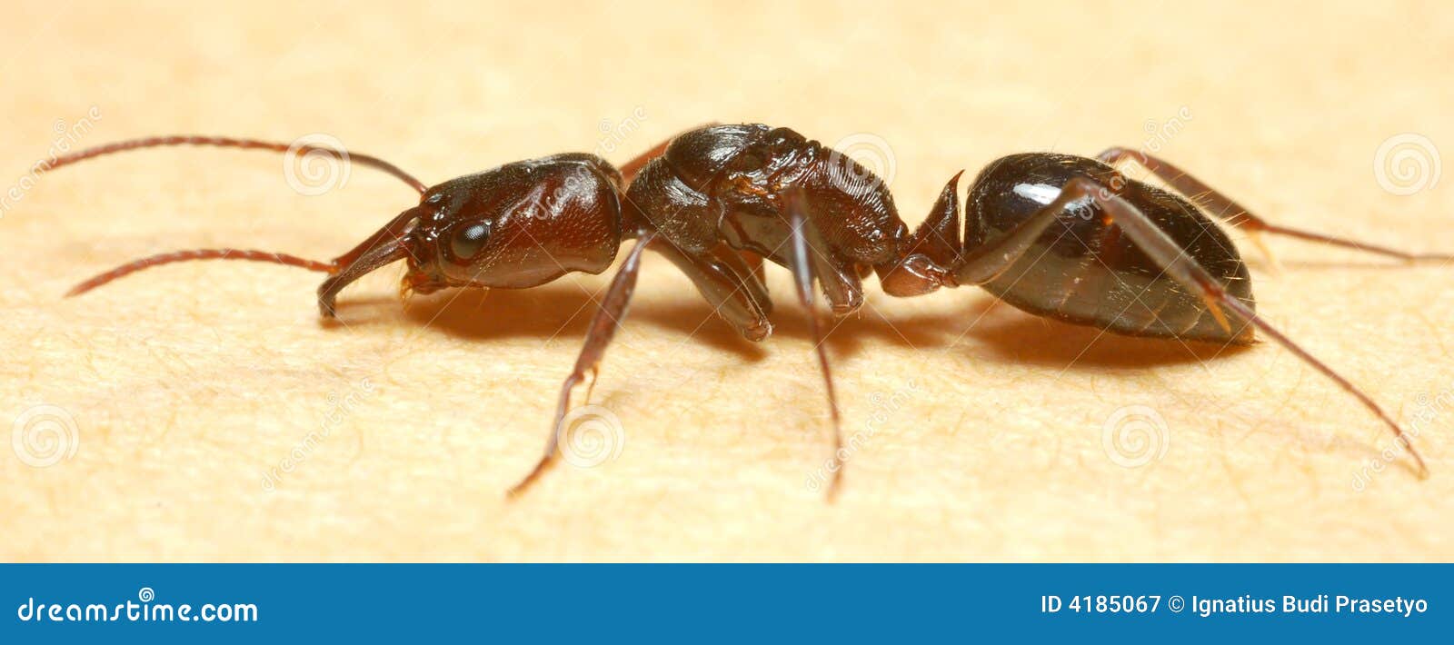 Mier stock afbeelding. Image of macro, fotografie, dier - 4185067