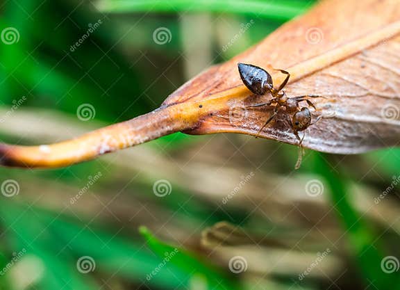 Mier stock afbeelding. Image of ogen, openlucht, benen - 52401105