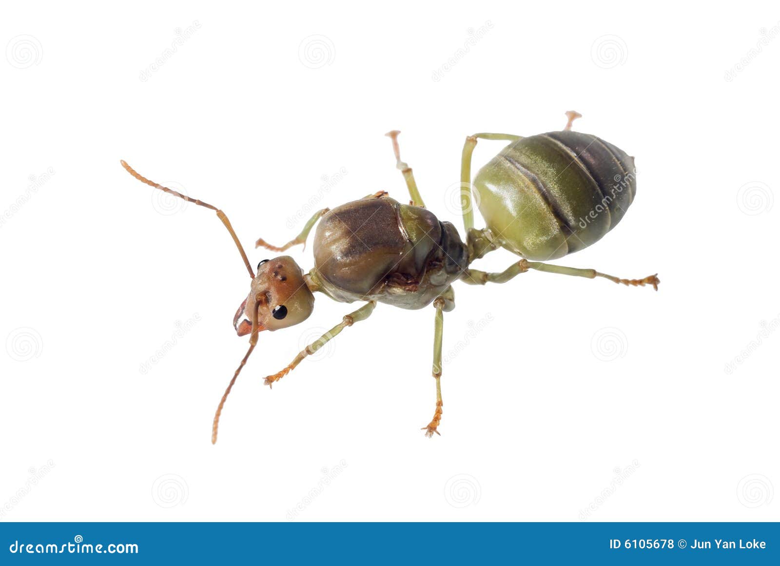 Mier stock foto. Image of geïsoleerd, dier, vitaliteit - 6105678