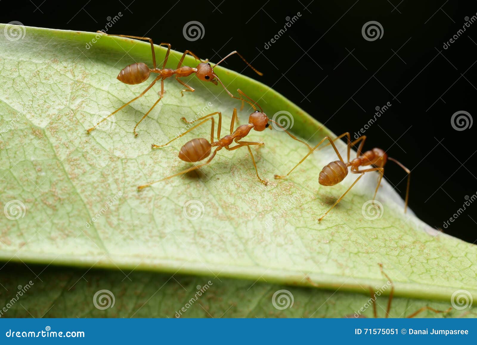 Mier stock afbeelding. Image of groen, werk, blad, mier - 71575051