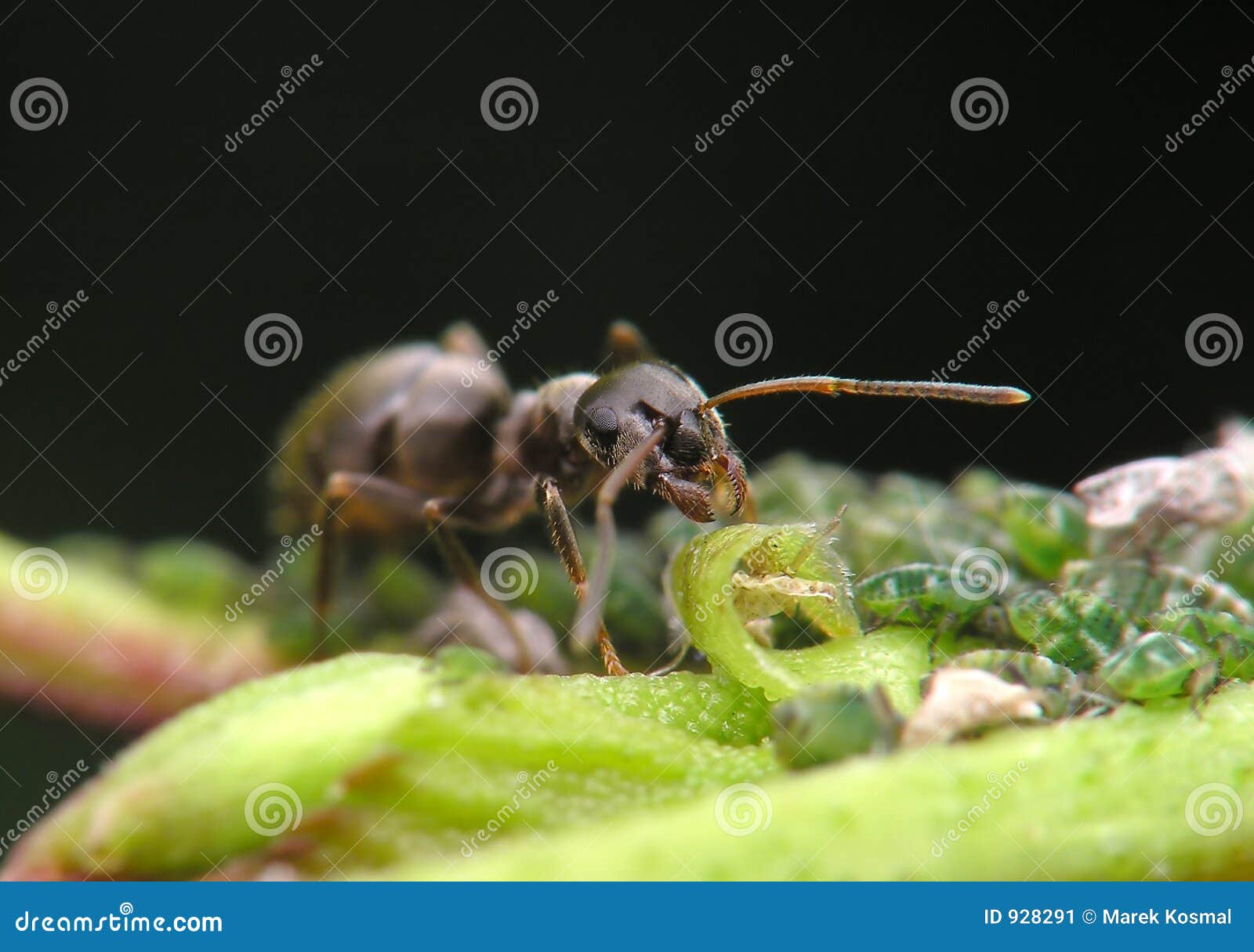 Mier stock afbeelding. Image of parasiet, schurk, coëxistentie - 928291