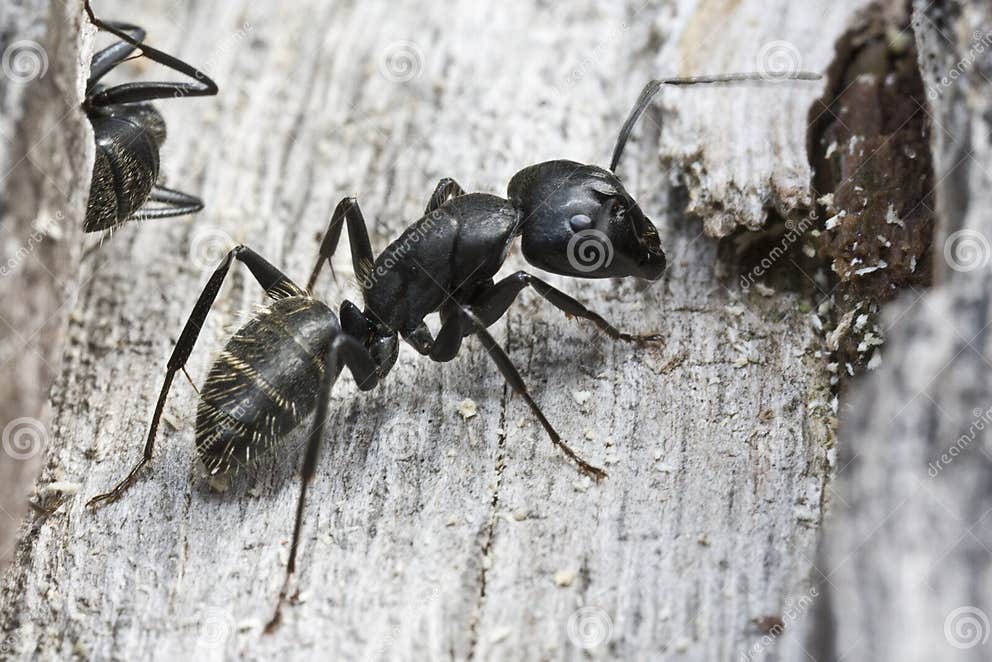 Mier stock foto. Image of hoofd, schoon, reis, mier, gras - 9745002