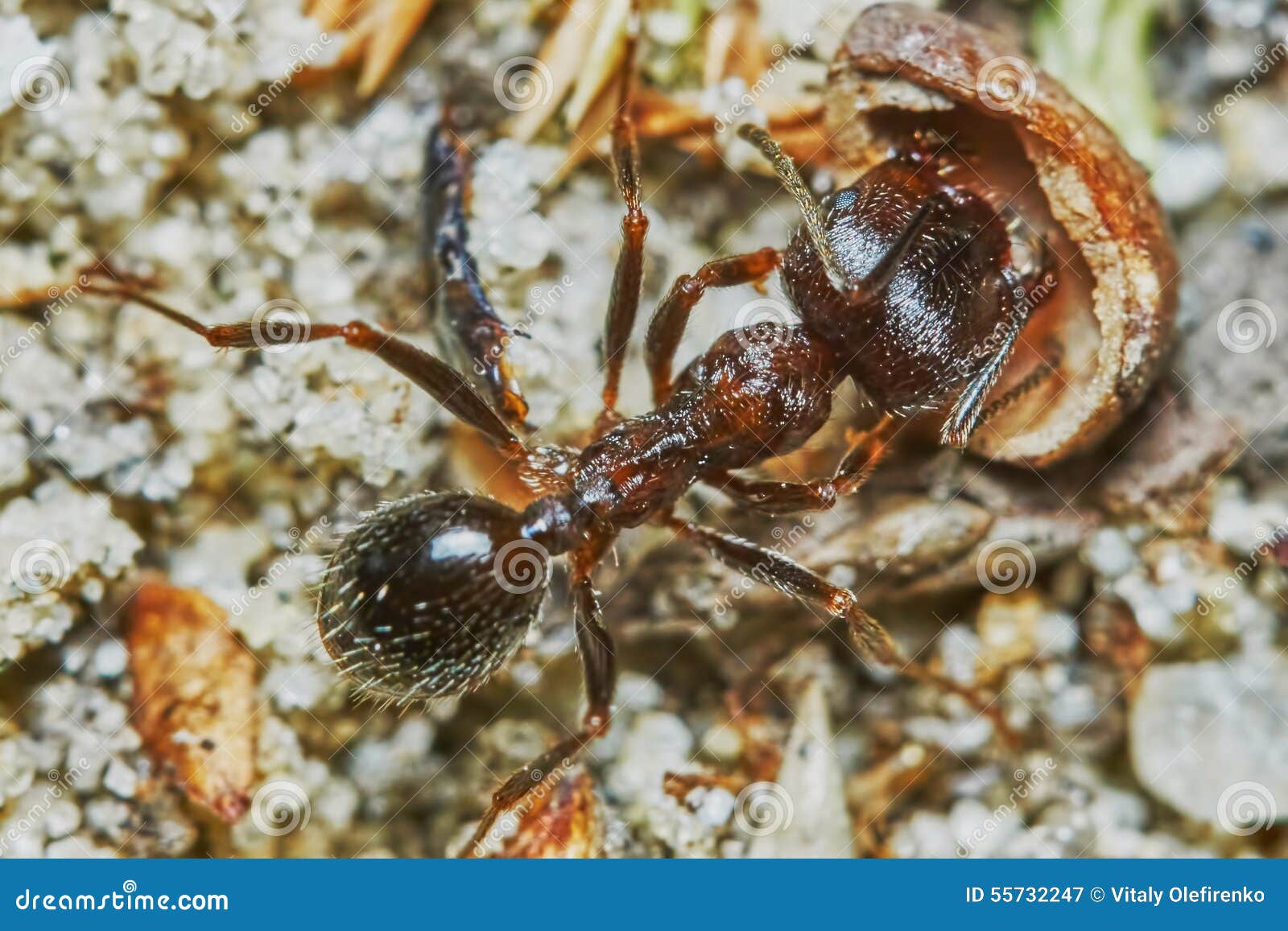Mier buiten in de tuin stock afbeelding. Image of macro - 55732247