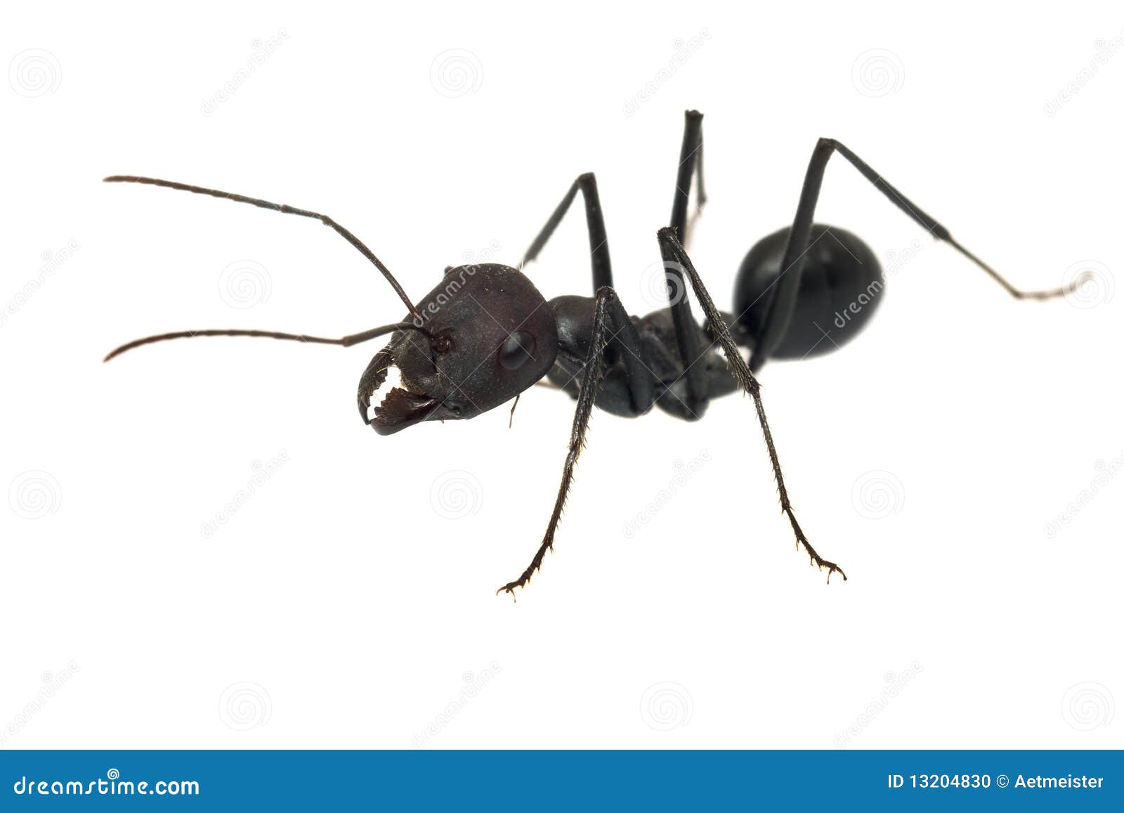 Mier Die Op Witte Achtergrond Wordt Geïsoleerd Stock Foto - Image of ...