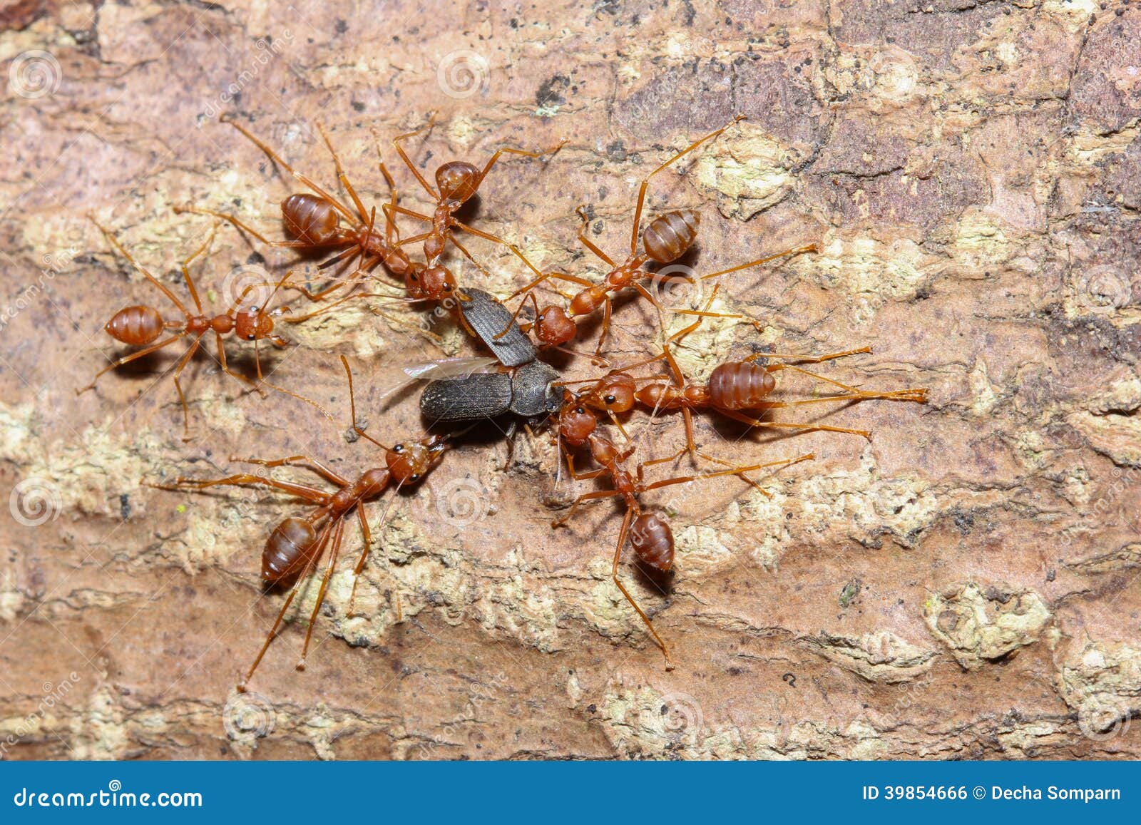 Mier en Insect stock foto. Image of fotografie, insect - 39854666