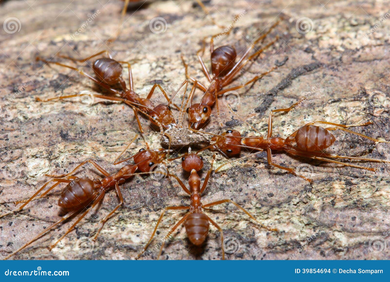 Mier en Insect stock foto. Image of insect, dier, voedsel - 39854694