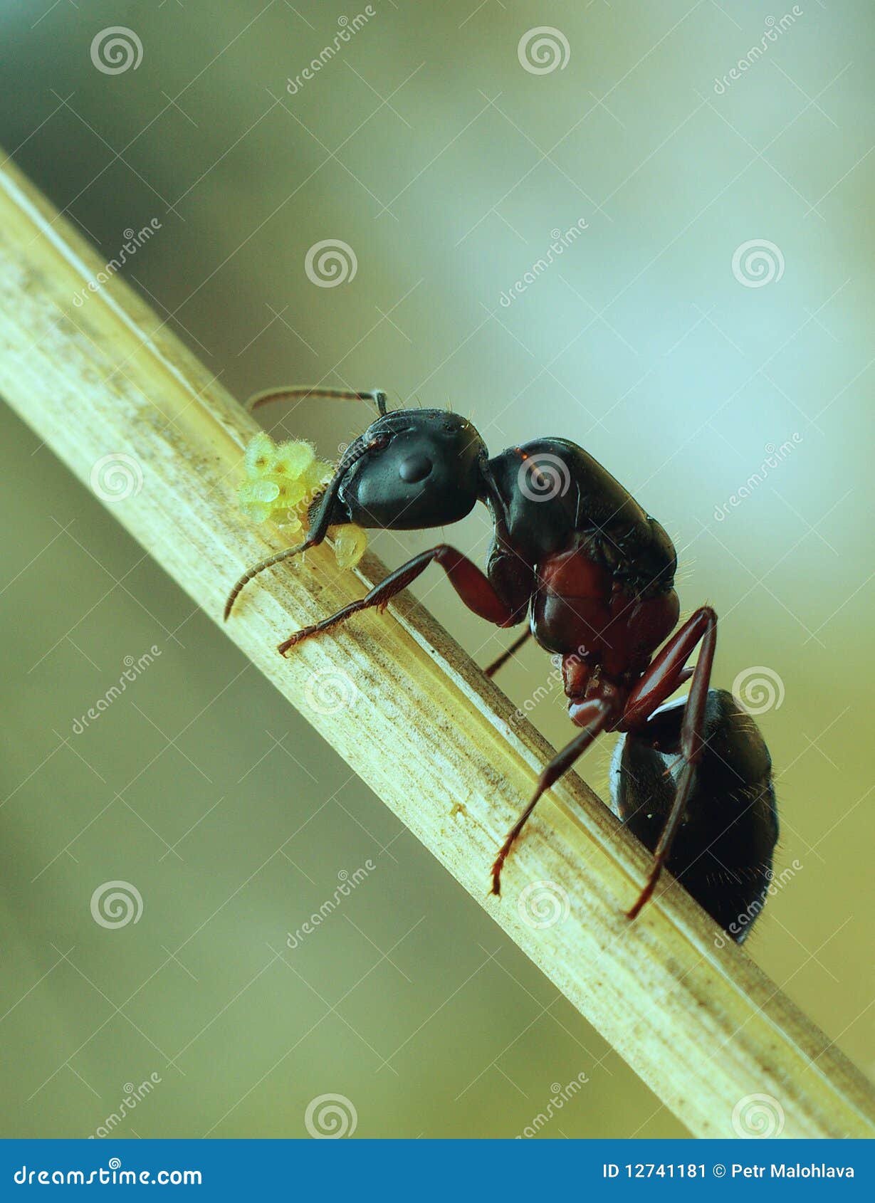 Mier met eieren stock afbeelding. Image of bescherm, klein - 12741181