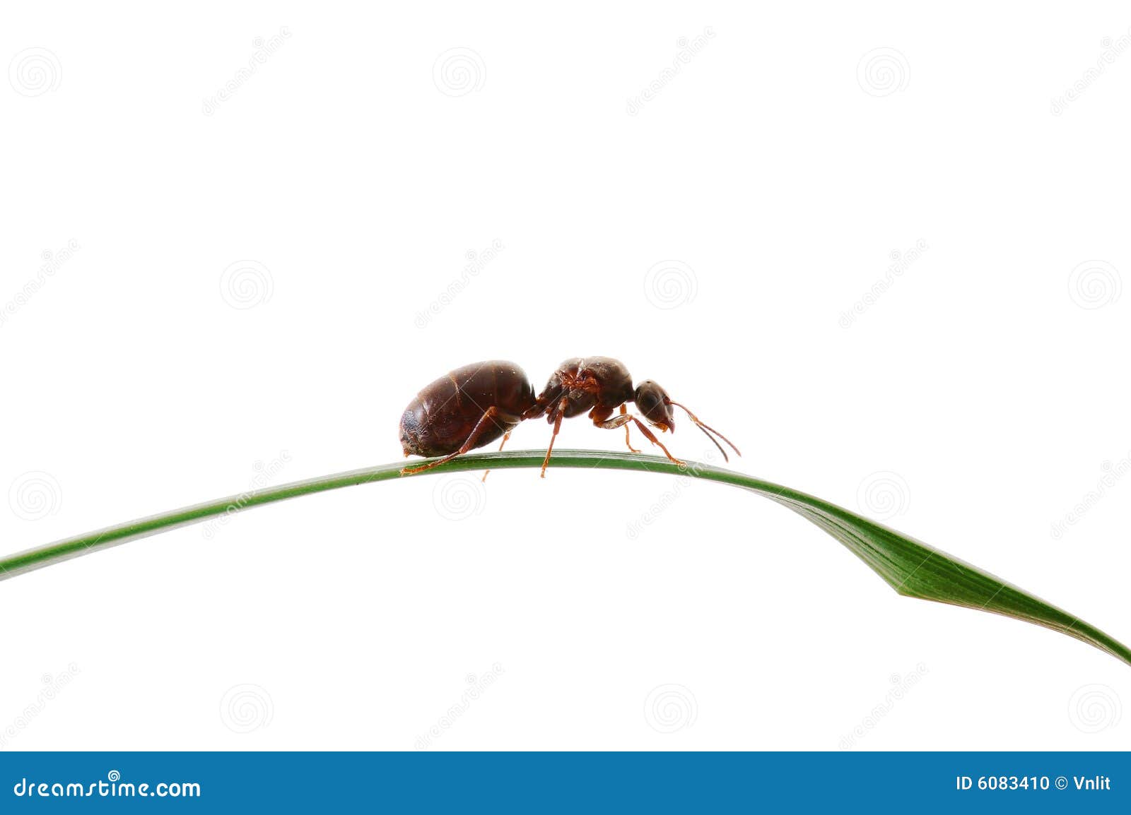 Mier op gras stock foto. Image of nave, groen, insect - 6083410