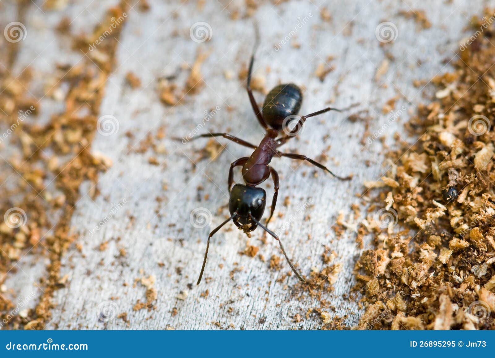 Mier op het hout stock afbeelding. Image of insect, been - 26895295