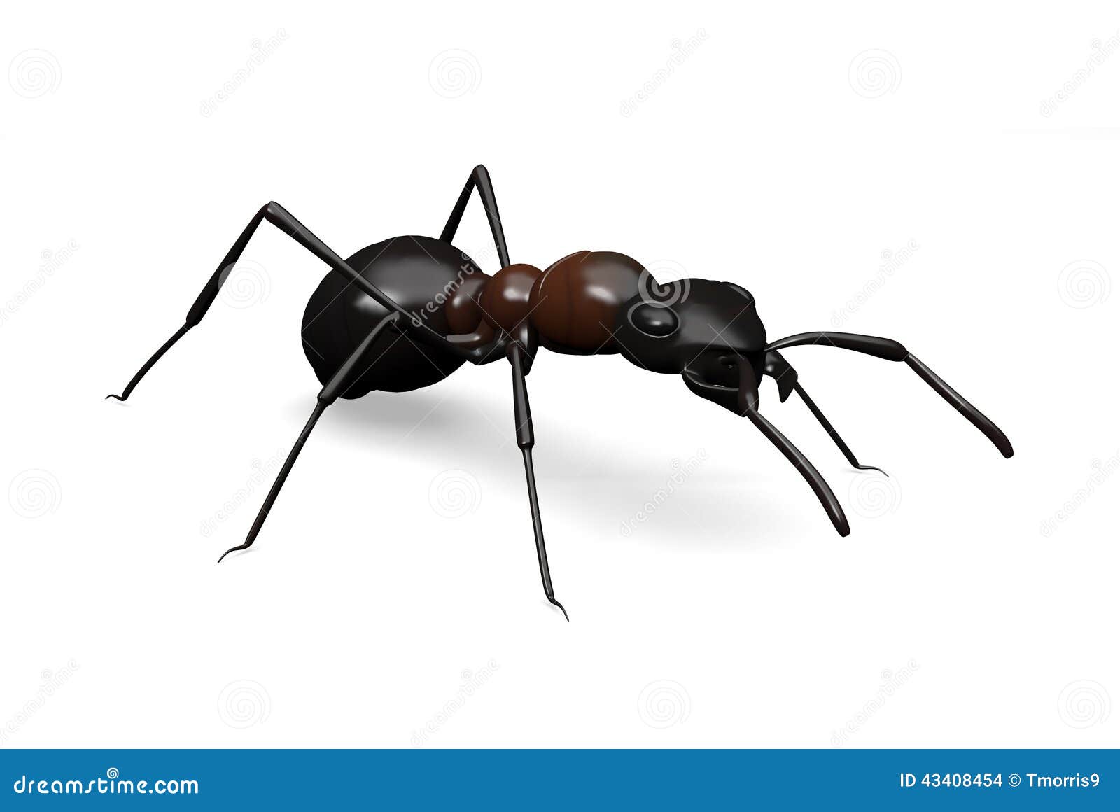 Mier op wit stock illustratie. Illustration of benen - 43408454