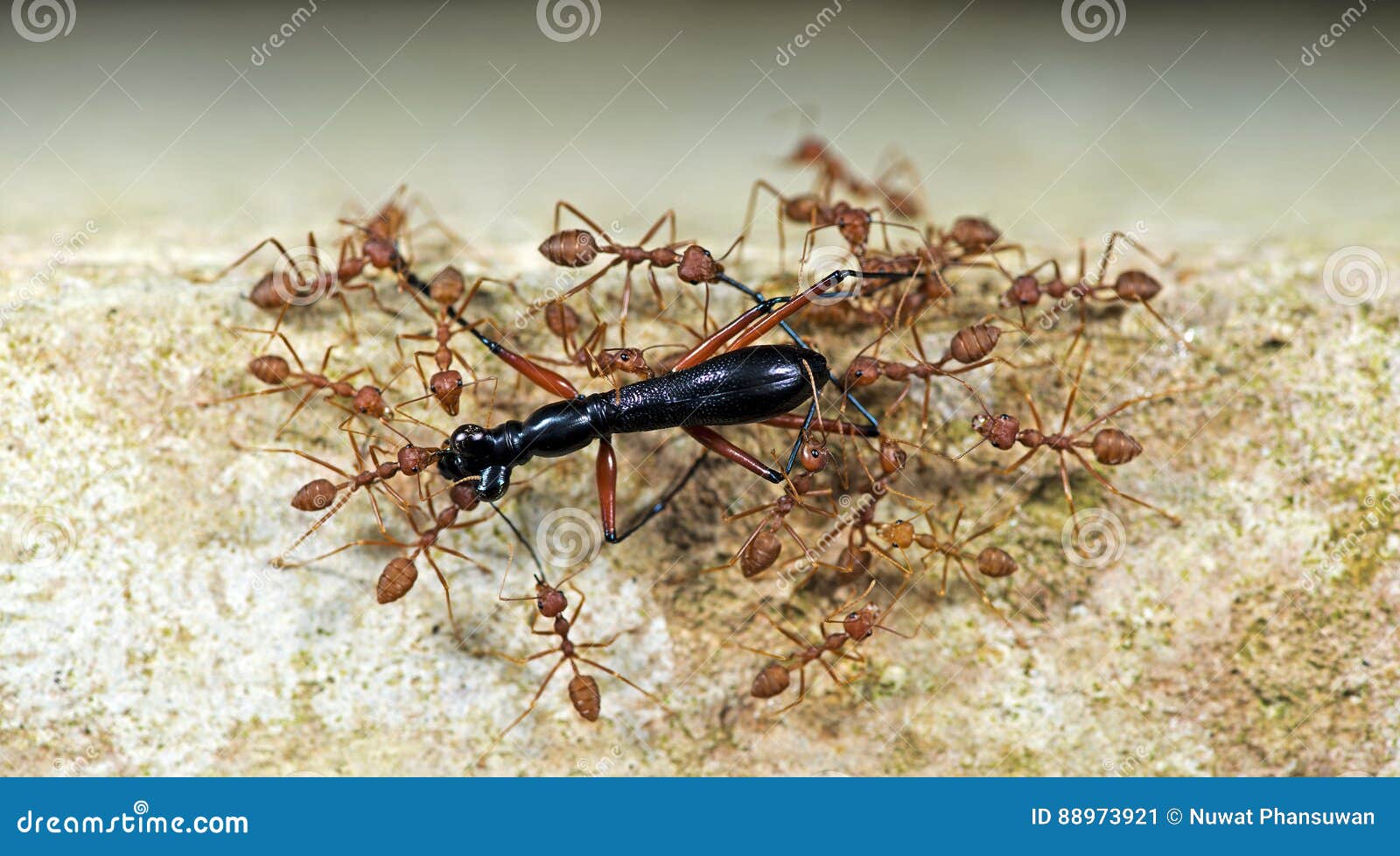 Mier, Rode mier stock afbeelding. Image of activiteit - 88973921