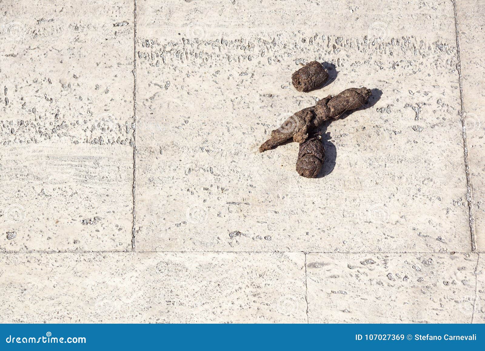 Mierda De Perro En La Tierra Concreta En La Ciudad Imagen de archivo ...