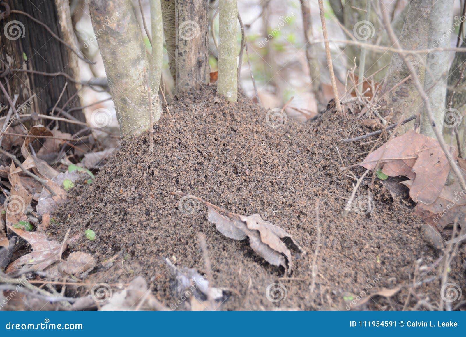 Mieren in een hoop stock afbeelding. Image of heuvel - 111934591