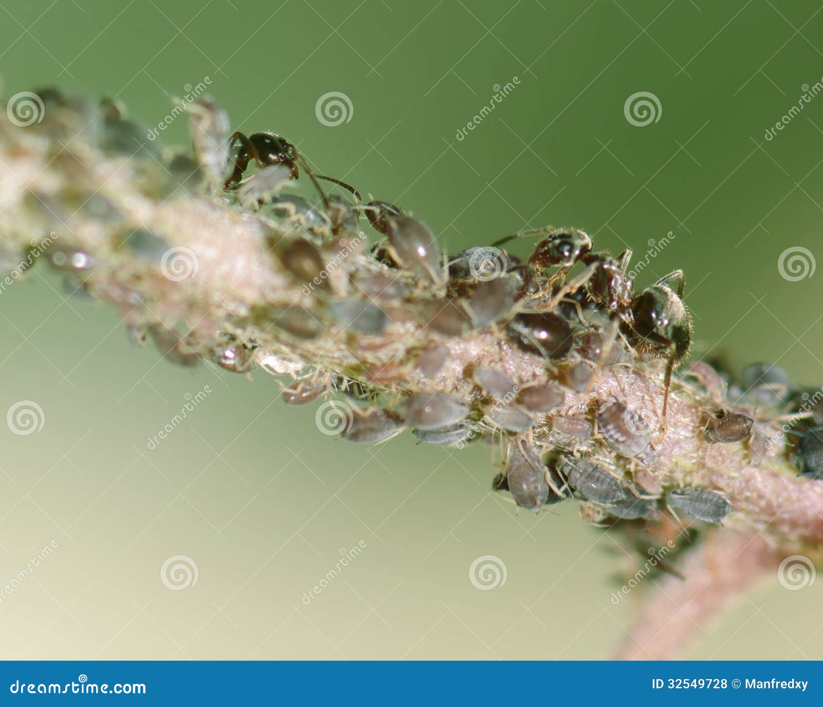 Mieren en Luizen stock foto. Image of installatie, insecten - 32549728