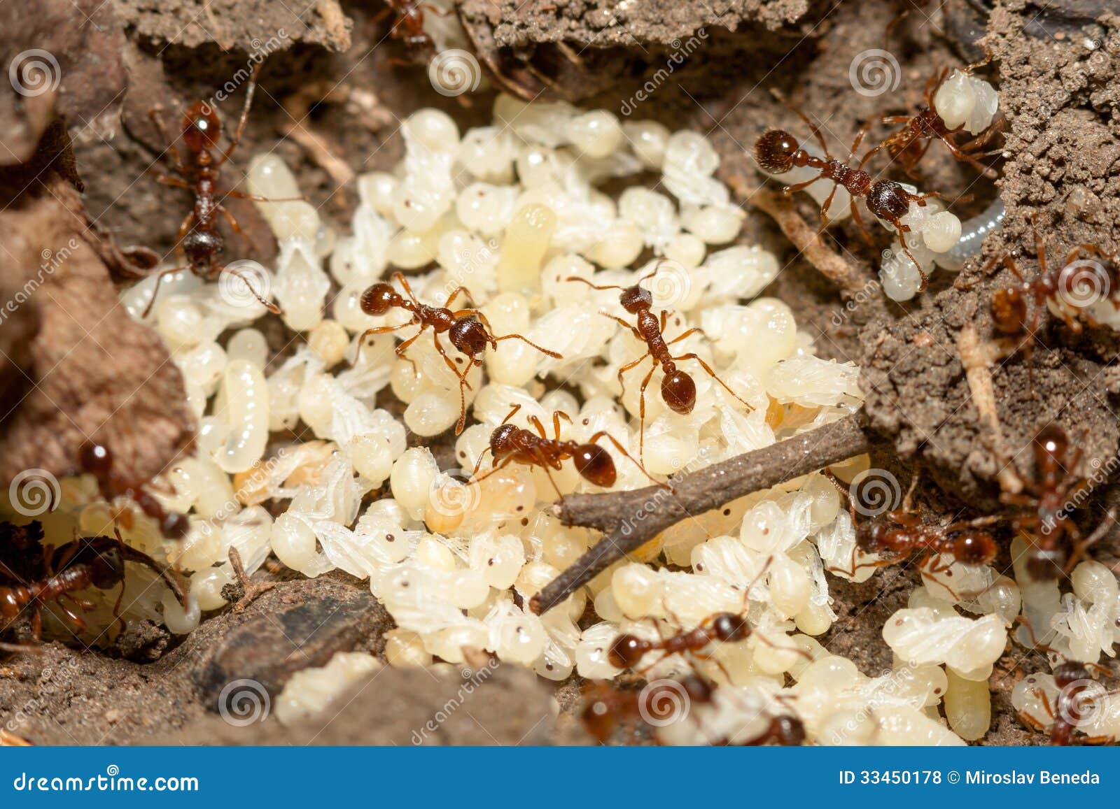 Mieren met eieren stock foto. Image of nave, baby, niemand - 33450178