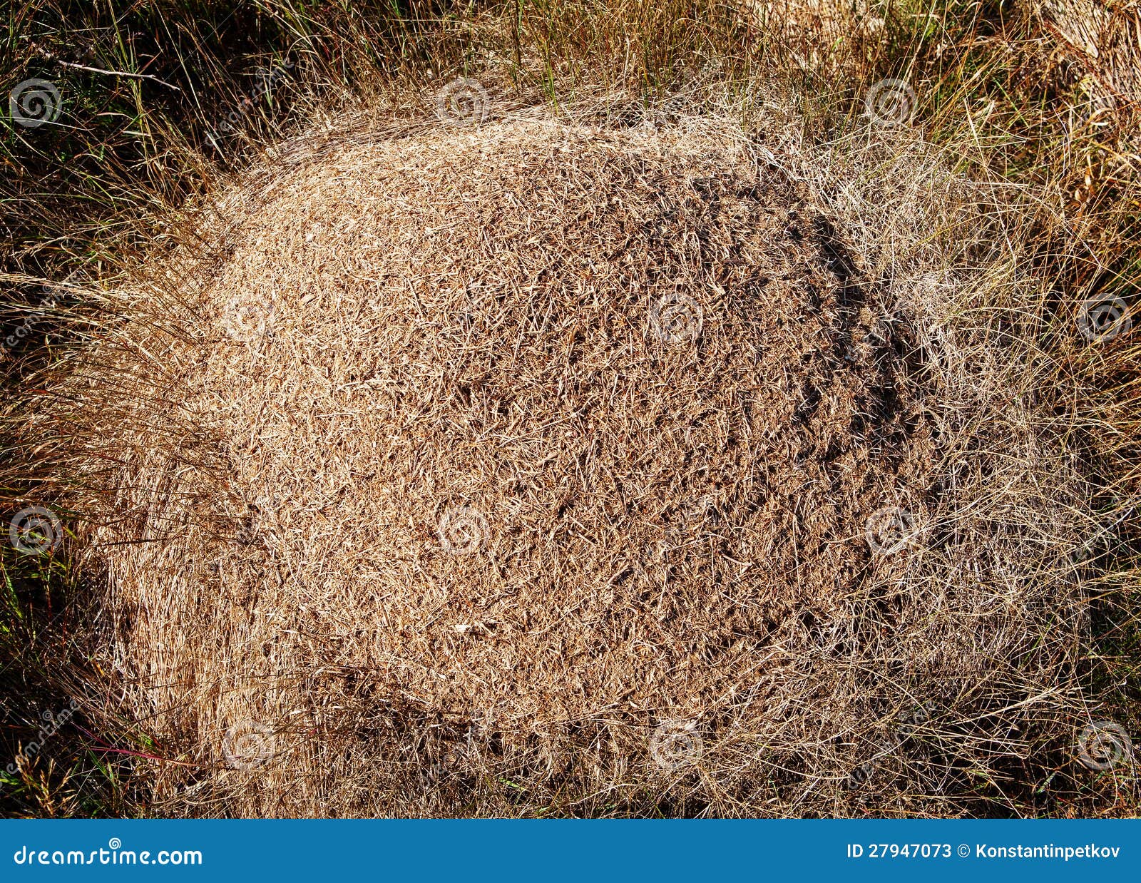 Mierenhoop stock afbeelding. Image of wild, ongedierte - 27947073