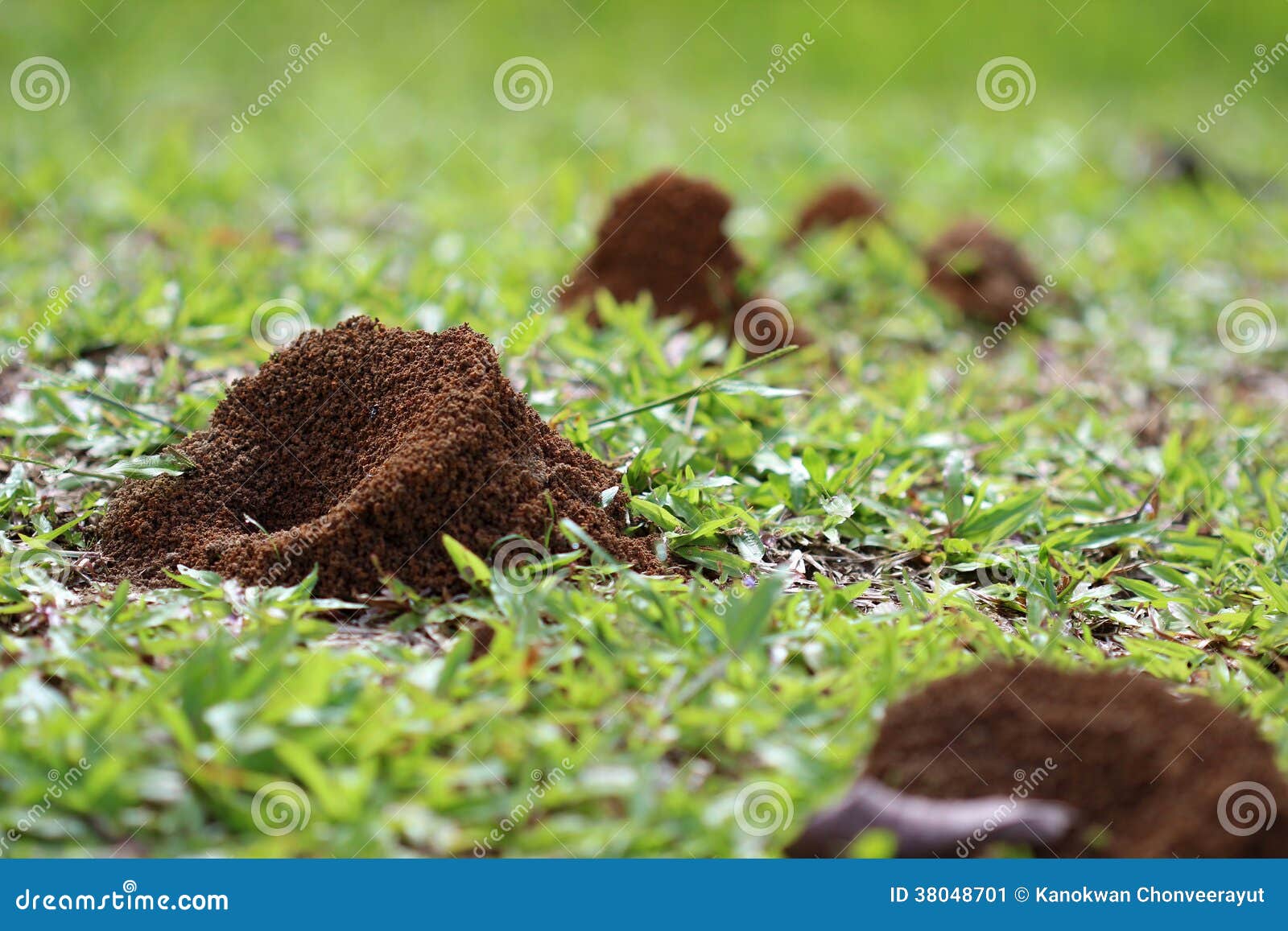 Mierenhoop stock afbeelding. Image of huis, gras, nesten - 38048701