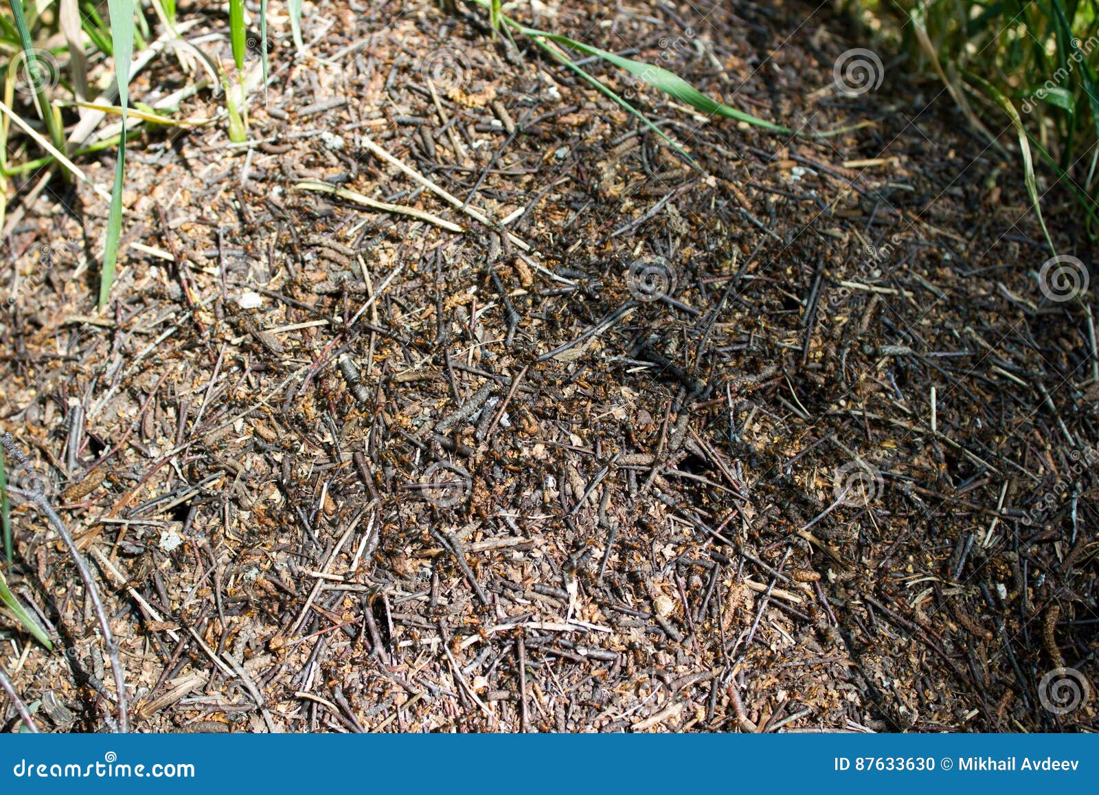 Mierenhoop in het hout stock foto. Image of macro, heuvel - 87633630