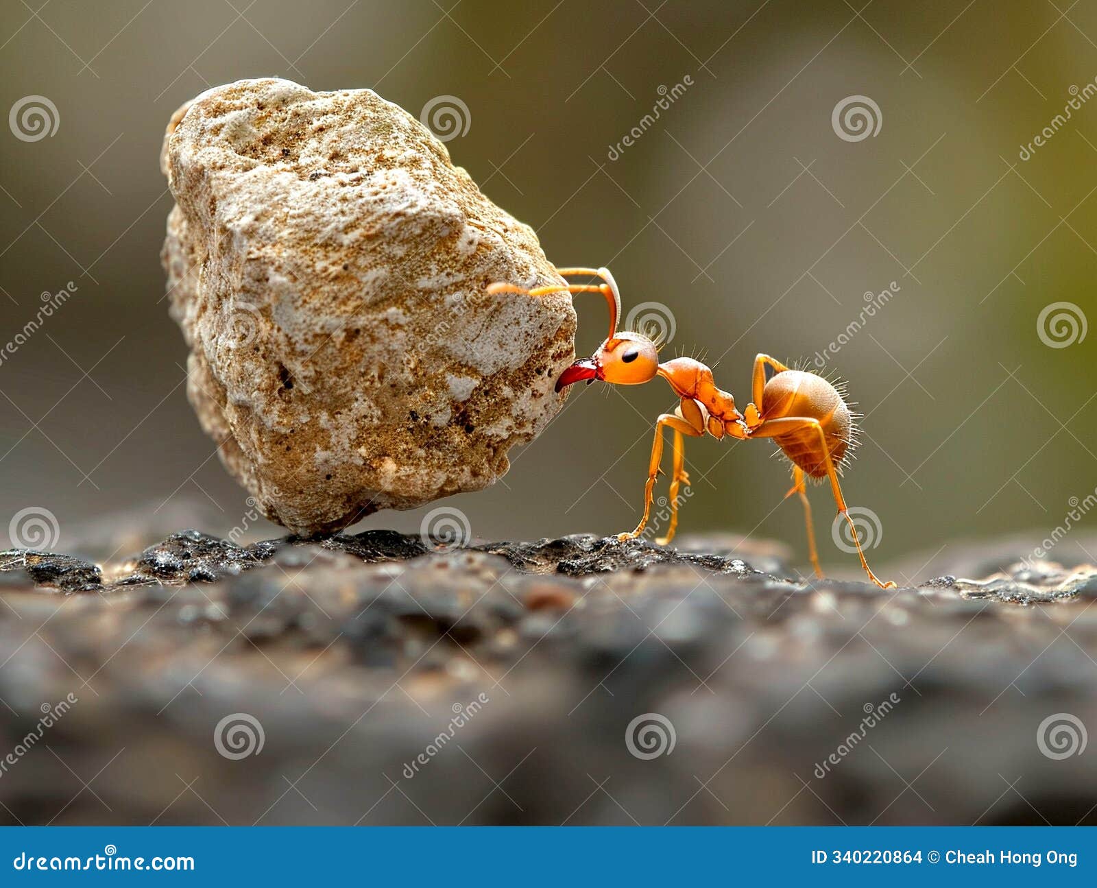 Mighty Ant Lifting a Rock stock illustration. Illustration of effort ...