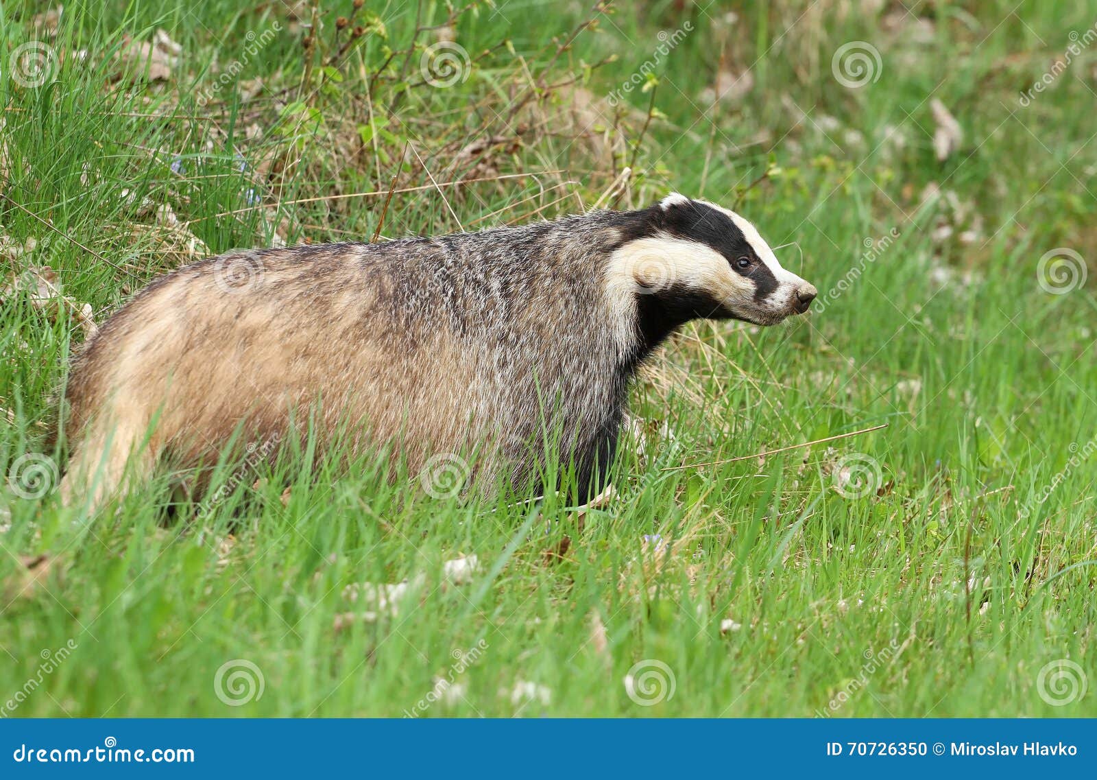 Mighty badger on meadow stock photo. Image of hairy, wildlife - 70726350