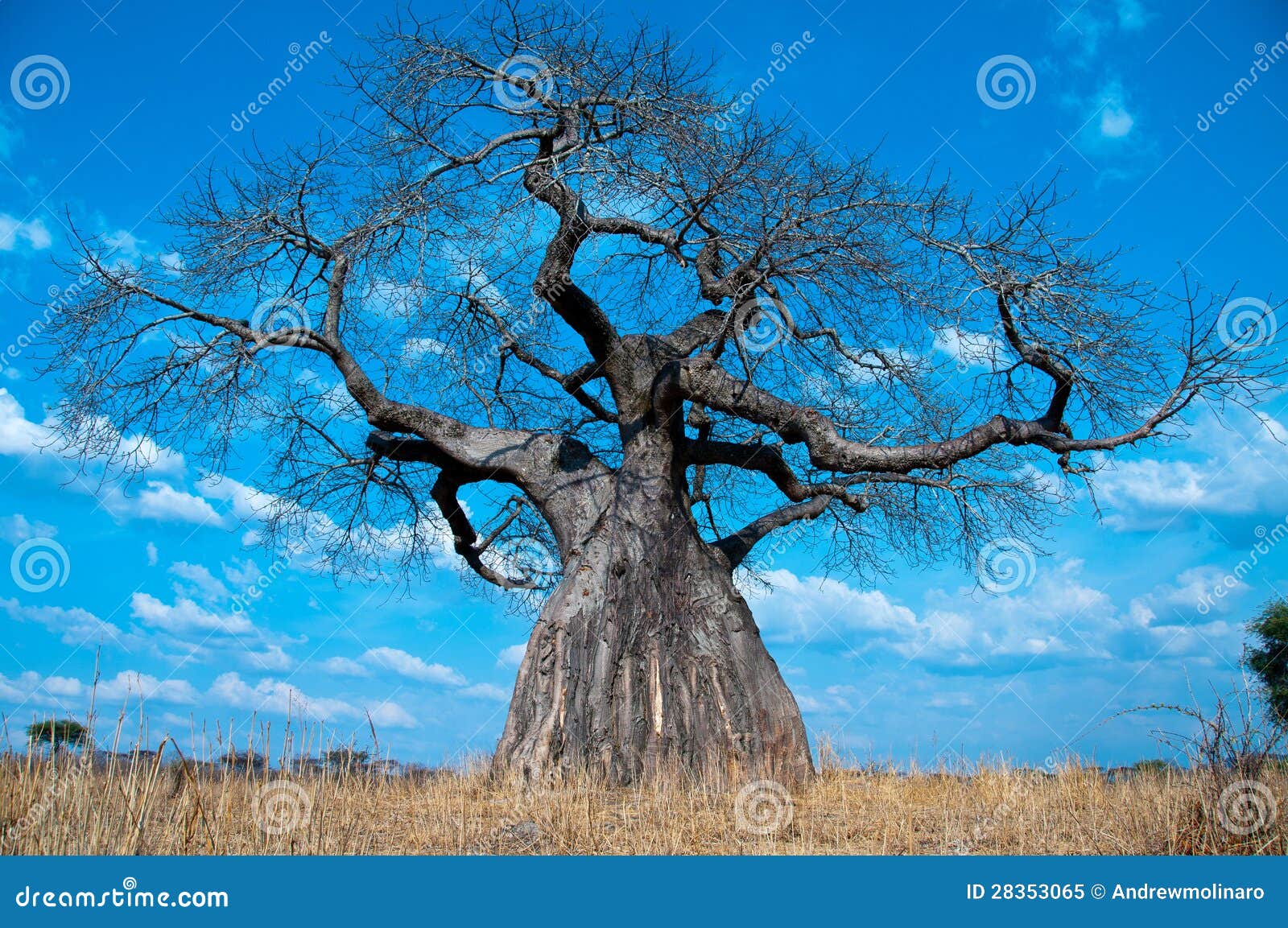 Mighty Baobab Tree stock image. Image of longevity, tanzania - 28353065