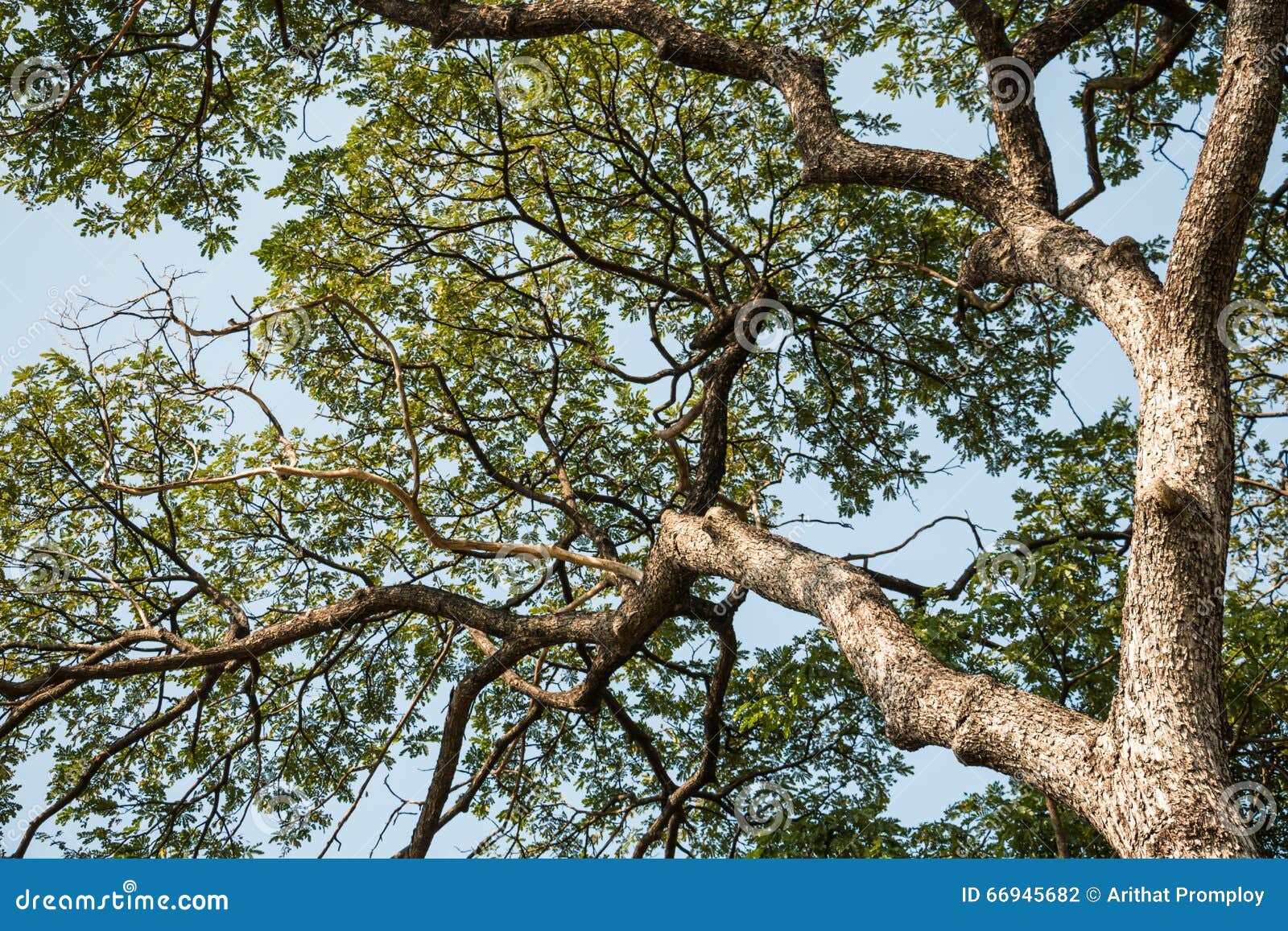 Mighty Big Tree with Green Spring Leaves Stock Photo - Image of path ...