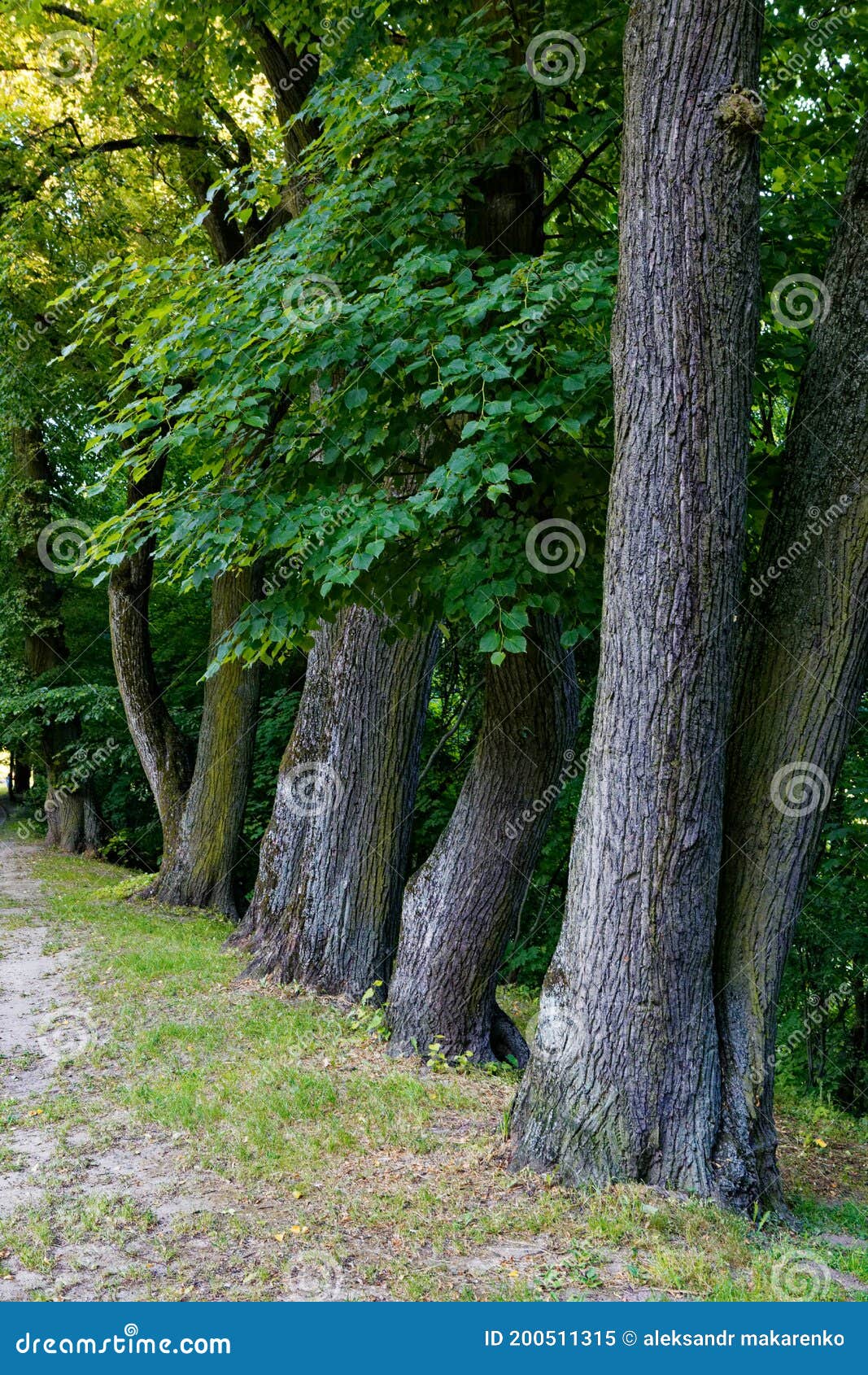 Mighty Big Trunks of Old Trees in the Park Stock Image - Image of ...