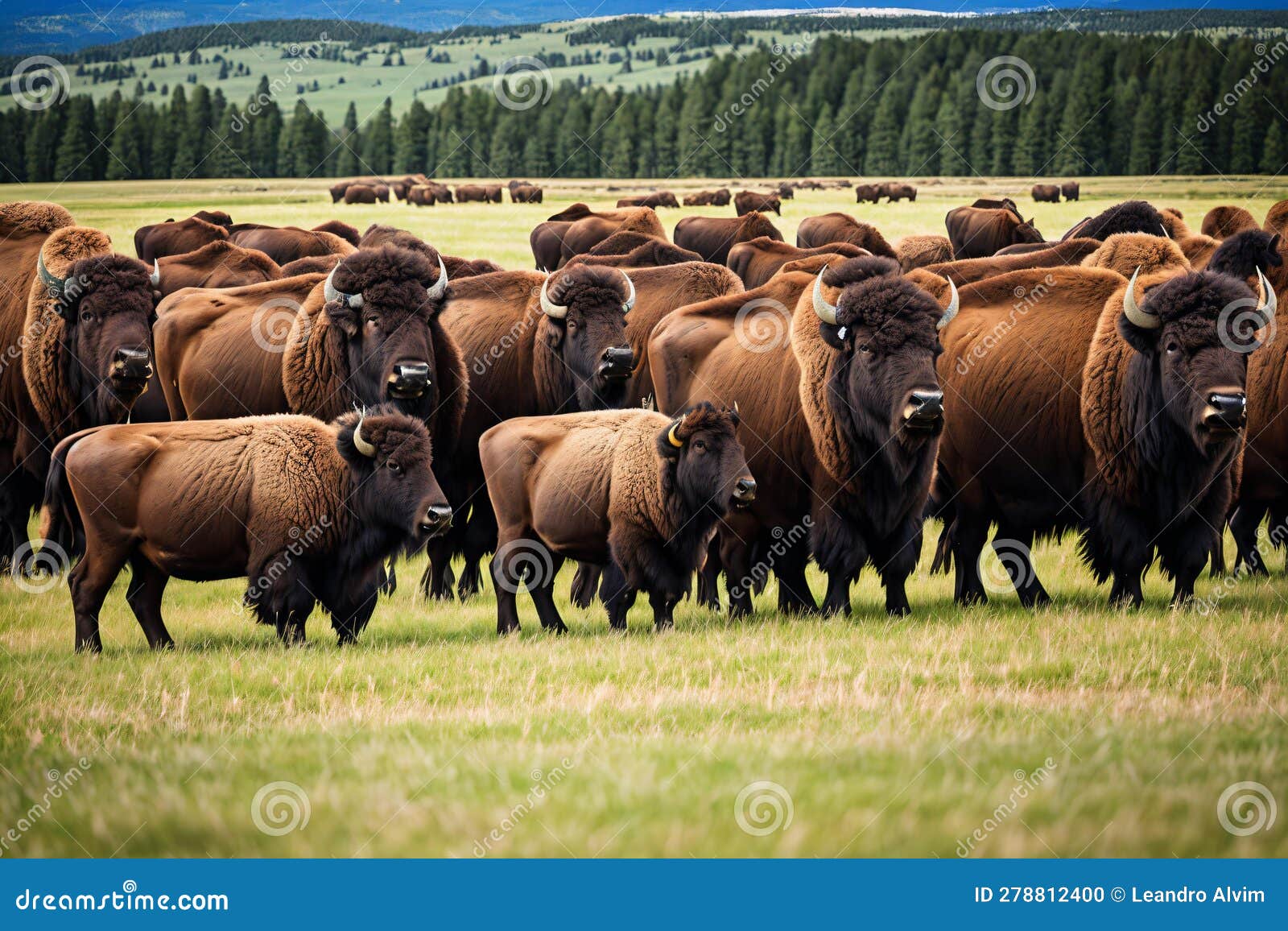 The Mighty Bison a Panoramic View.AI Generated Stock Illustration ...